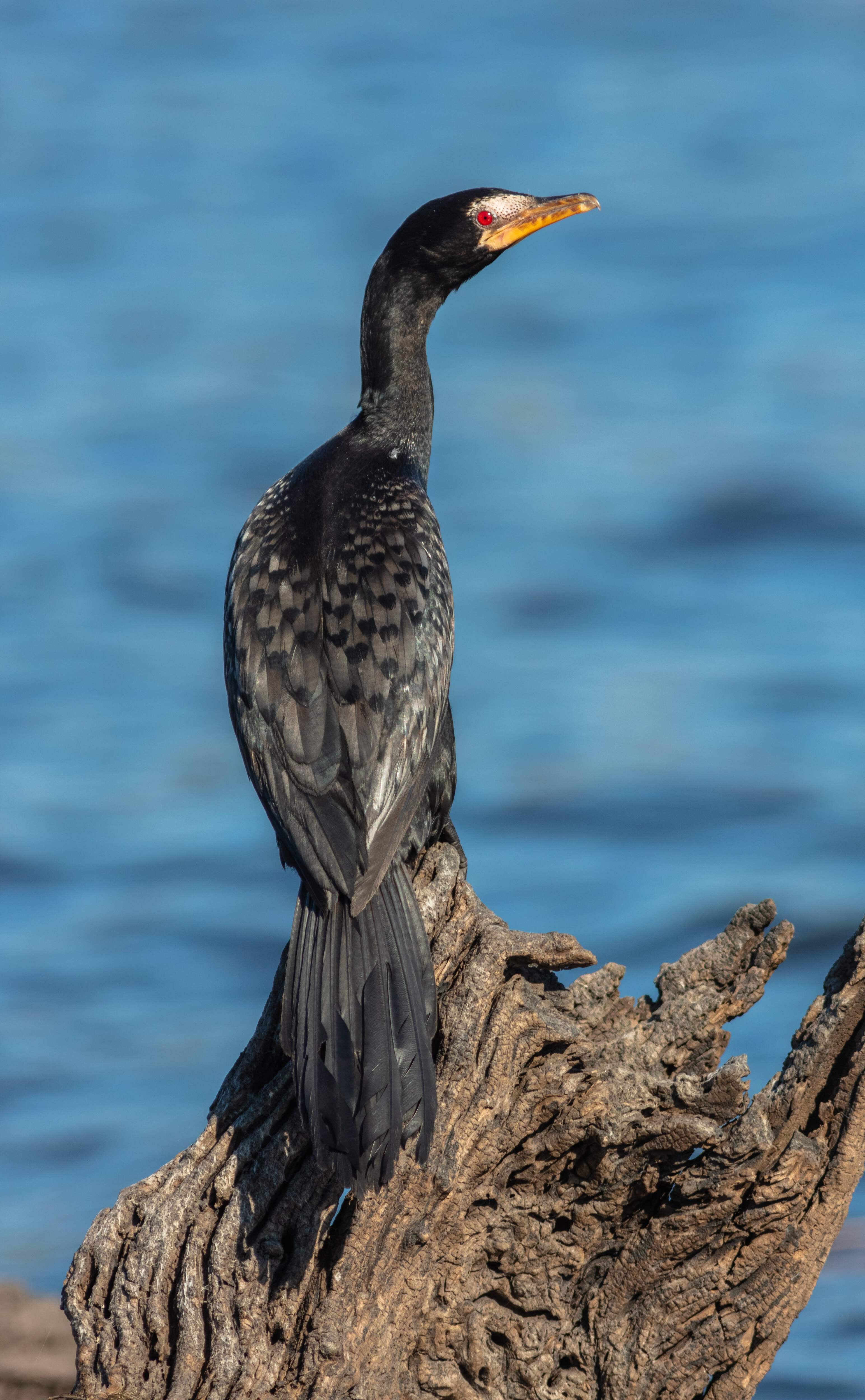 Reed Cormorant Bird Glossy Poster Picture Photo Print Banner ...