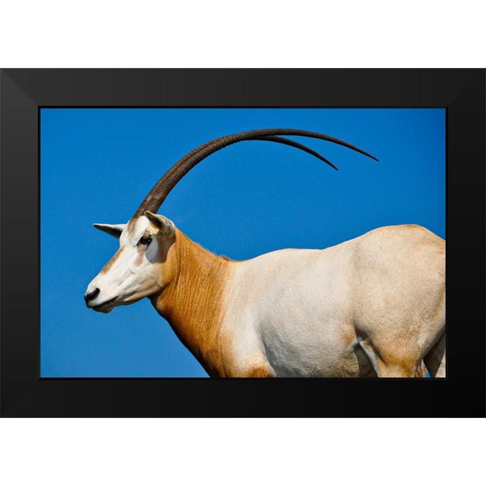 Reed, Dolores 14x11 Black Modern Framed Museum Art Print Titled ...