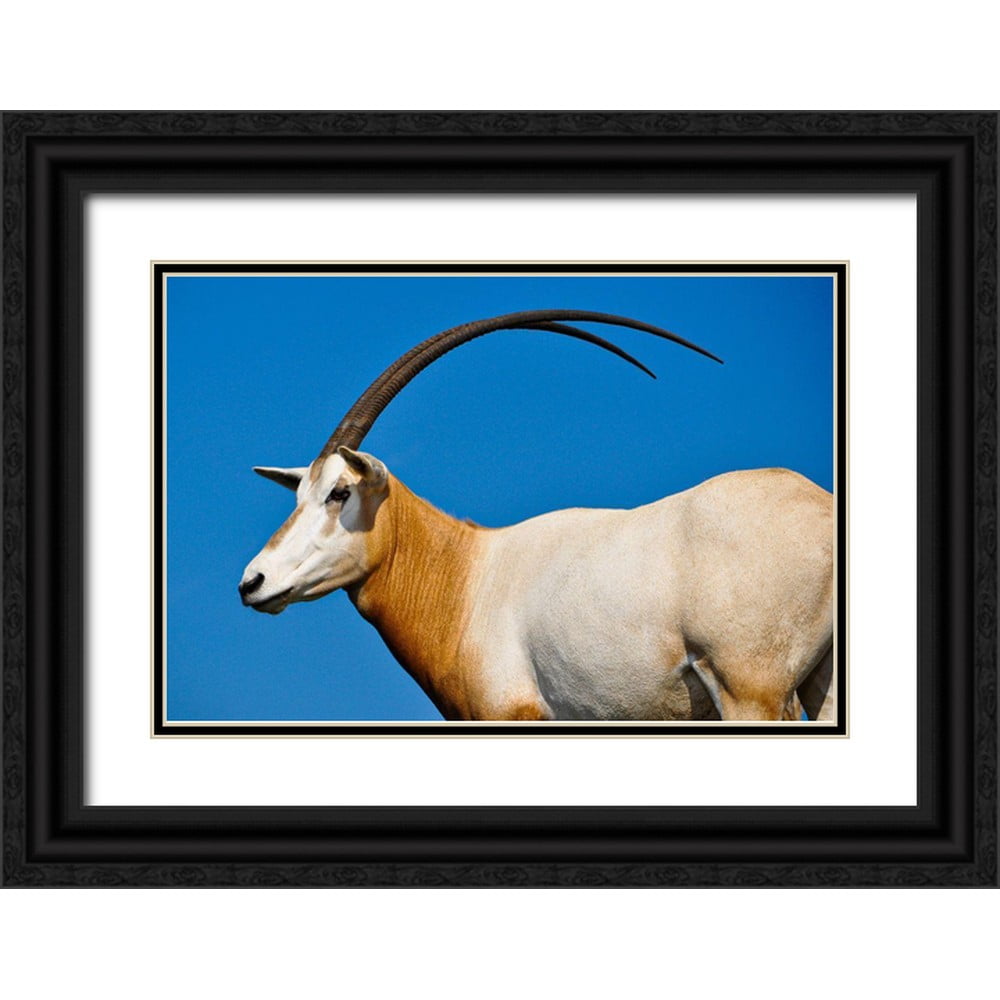 Reed, Dolores 14x11 Black Ornate Wood Framed with Double Matting Museum ...