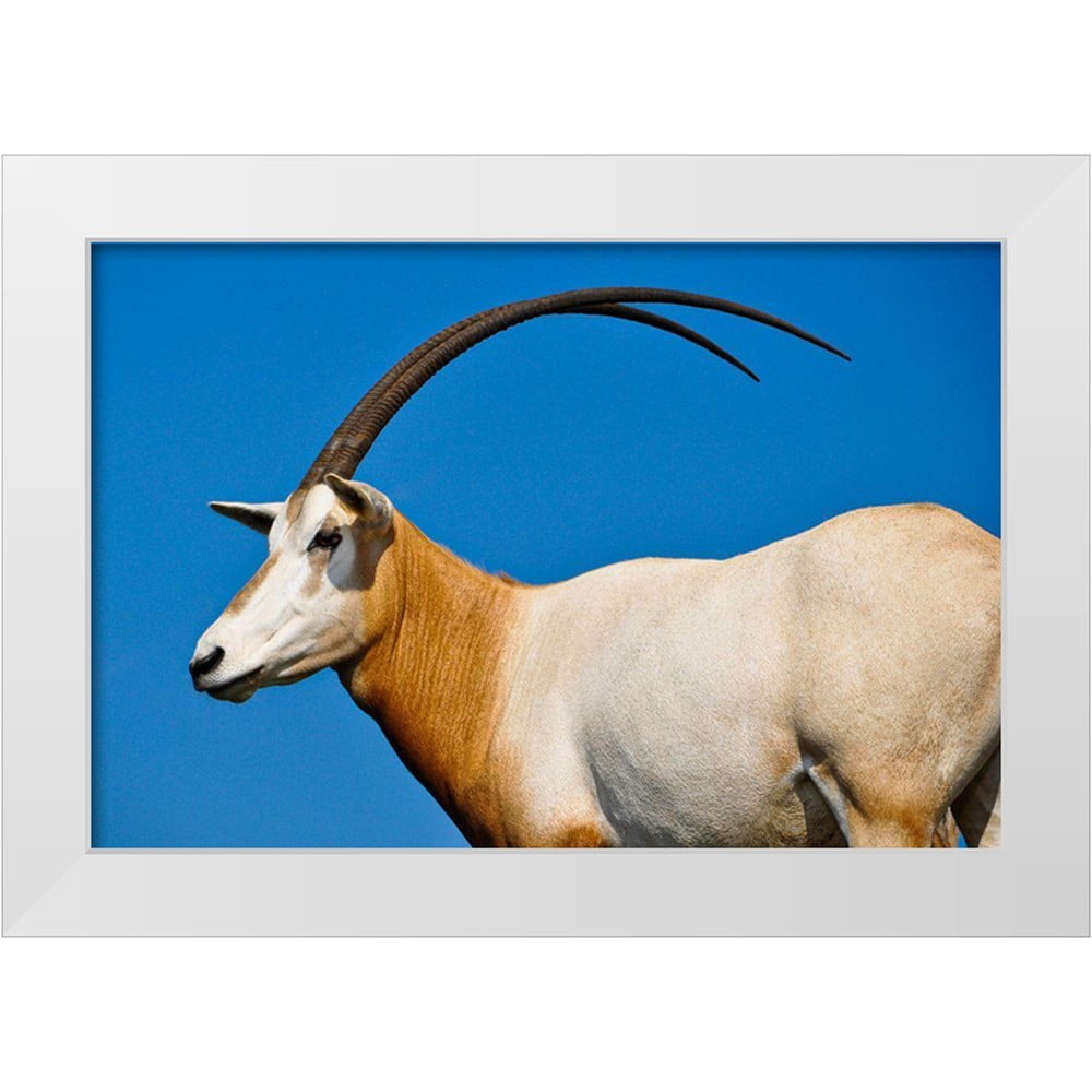 Reed, Dolores 14x11 White Modern Wood Framed Museum Art Print Titled ...