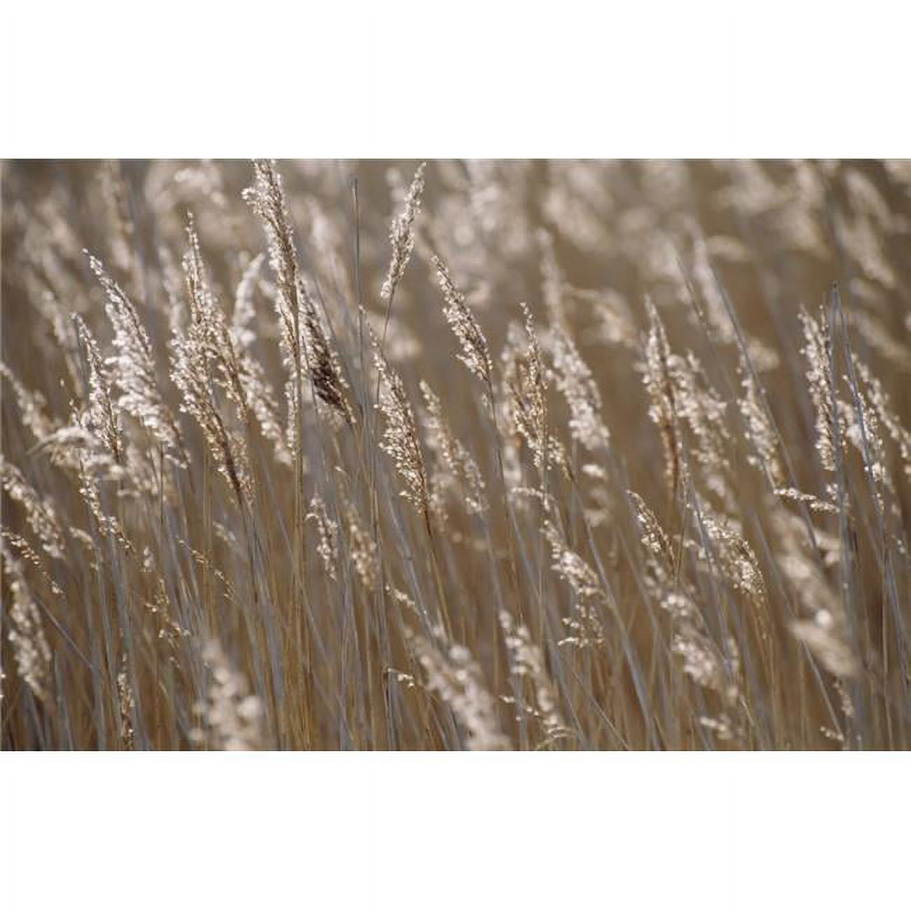 Reeds - Close Up Poster Print - 19 x 12 - Walmart.com
