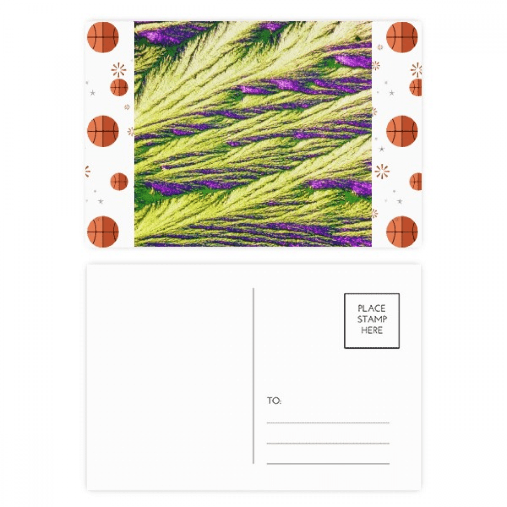 Reeds Cluster Feather Colour Wallpaper Basketball Postcard Set Thanks ...