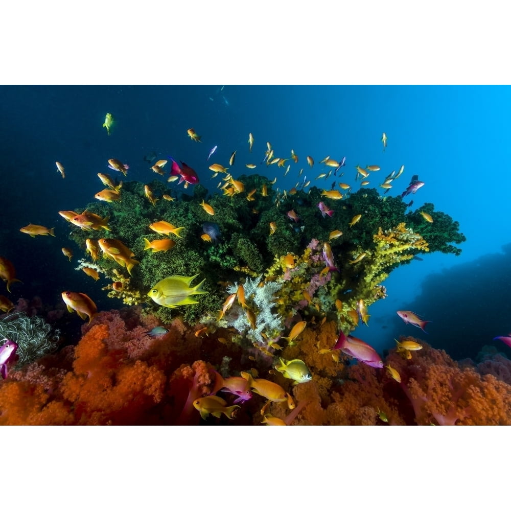 Reef scene with anthias fish Cebu Philippines Poster Print by Bruce ...