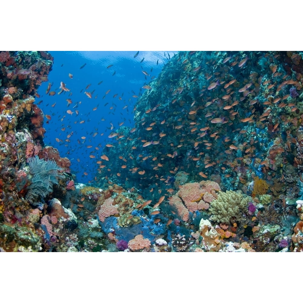 Reef scene with corals and fish Komodo Indonesia Poster Print - Walmart.com