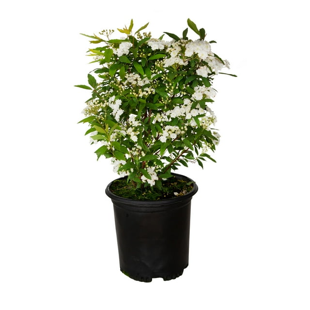 Reeves Bridal Wreath Spirea (2.5 Quart) White Blooming Deciduous Shrub ...