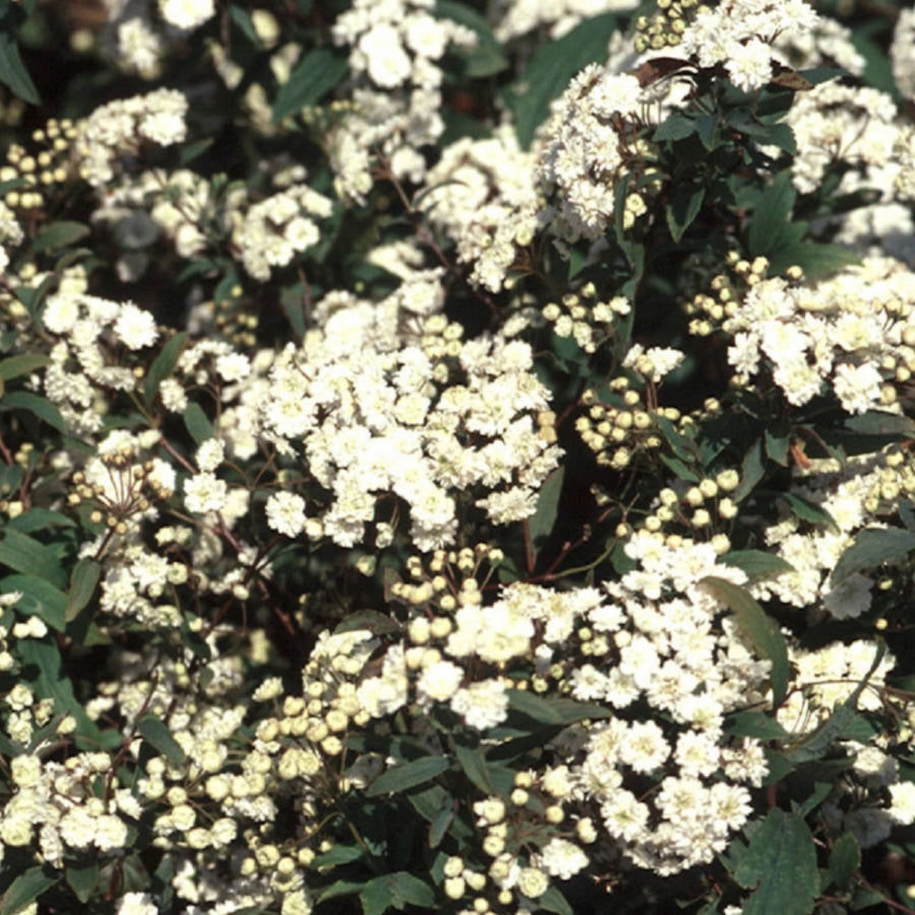 Reeves Bridal Wreath Spirea Bush (2.5 Gallon) White Blooming Deciduous ...