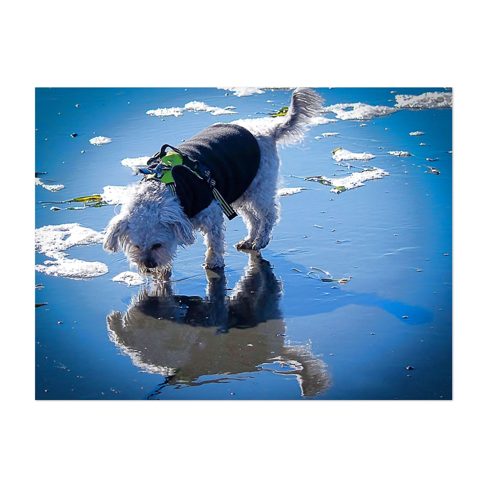 Reflective Rescue Dog Paws - Photography Dog Beach Animal Seaside ...