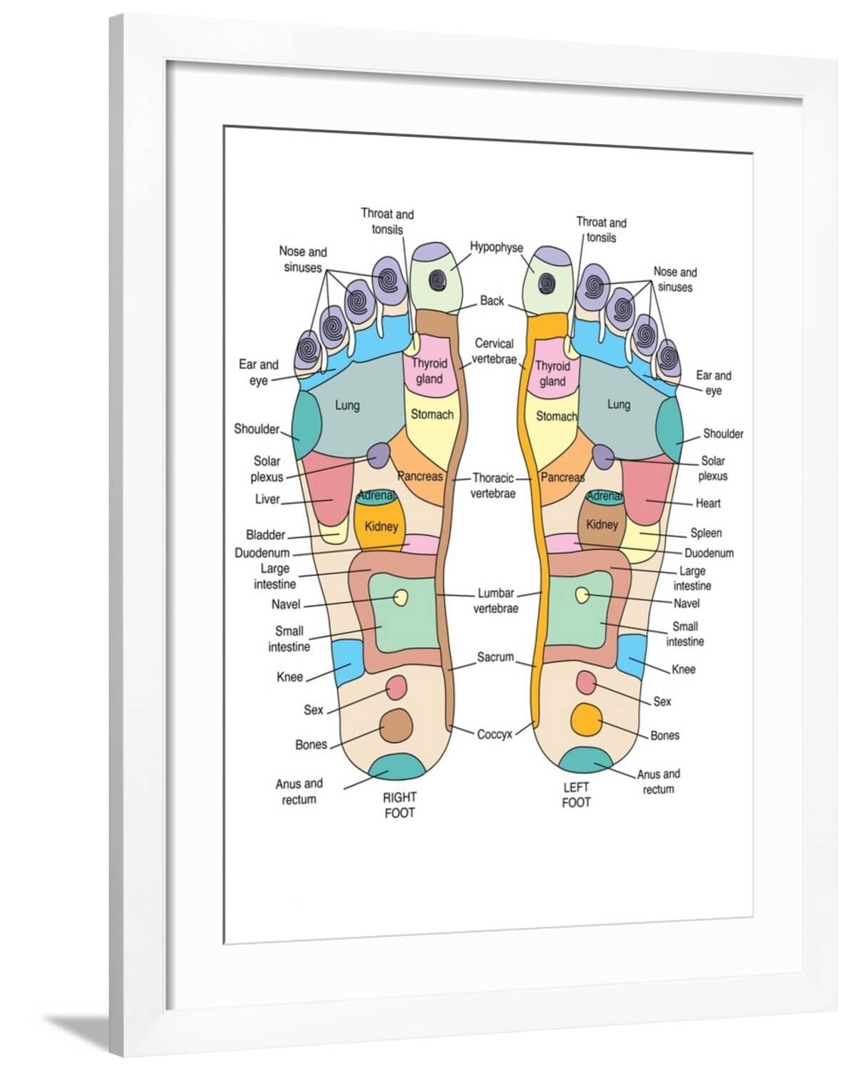 Art.com Reflexology Foot Map, Artwork Photographic Print by Peter ...