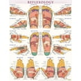 Reflexology Poster (22 x 28 inches) - Laminated : a QuickStudy Anatomy Reference (Poster ...