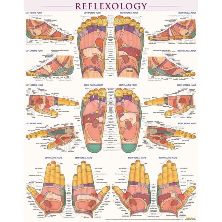 Reflexology Chartfoot Reflexology Charthand Reflexology Chart