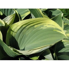 Hosta Plants in Perennials - Walmart.com