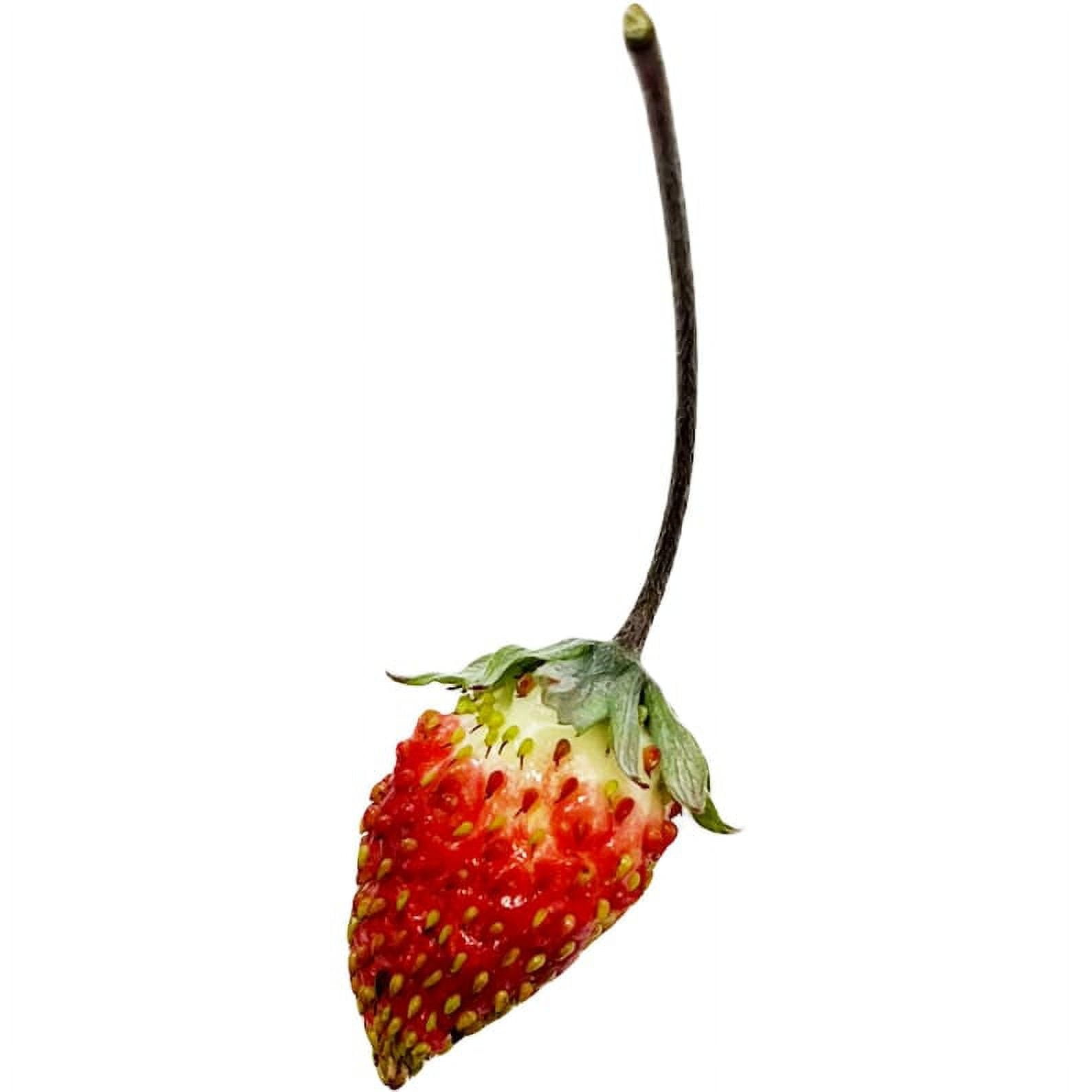 Regina Red Alpine Strawberry Fraise des Bois Premium Seed Packet ...