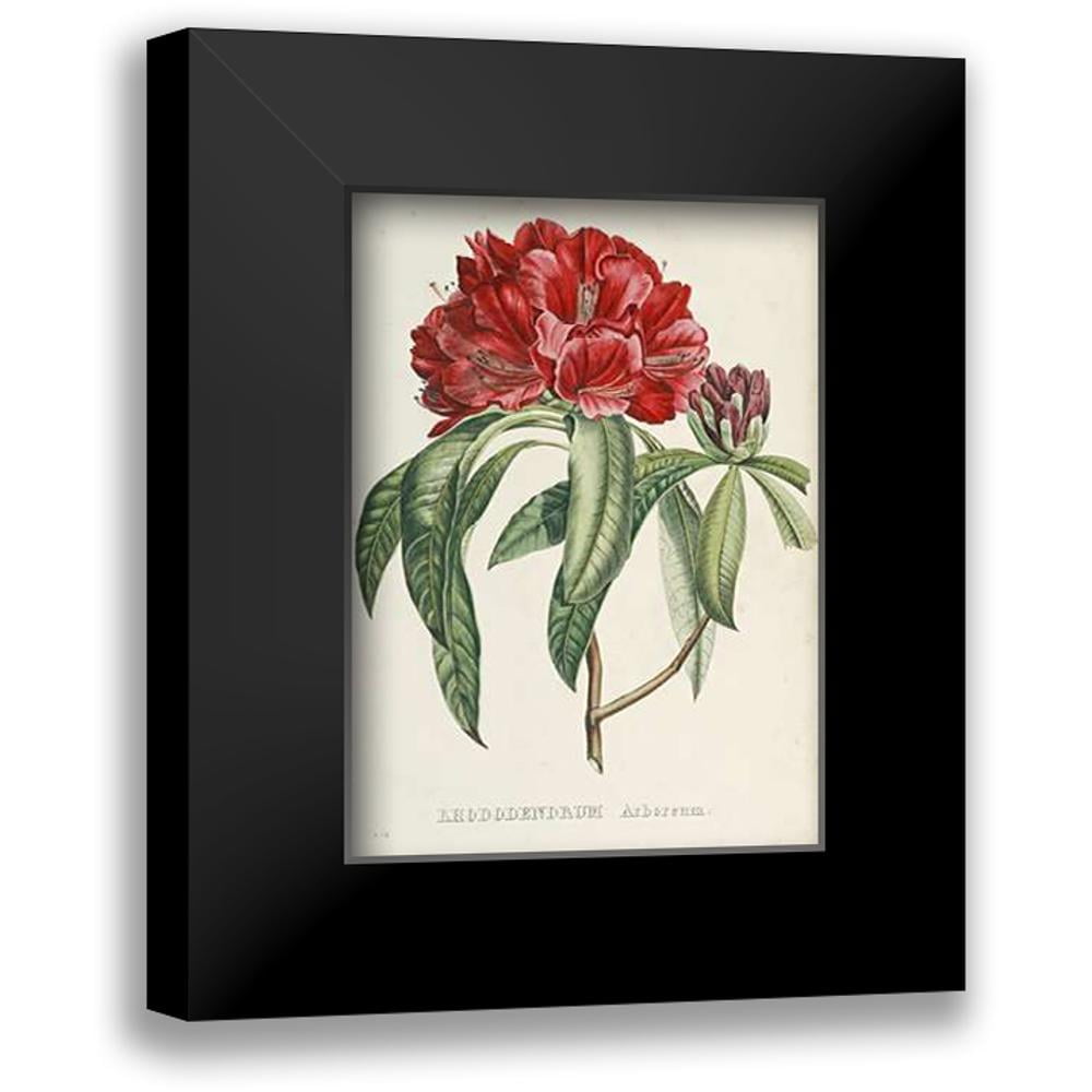 Reichenbach, H.G.L. 11x14 Black Modern Framed Museum Art Print Titled ...