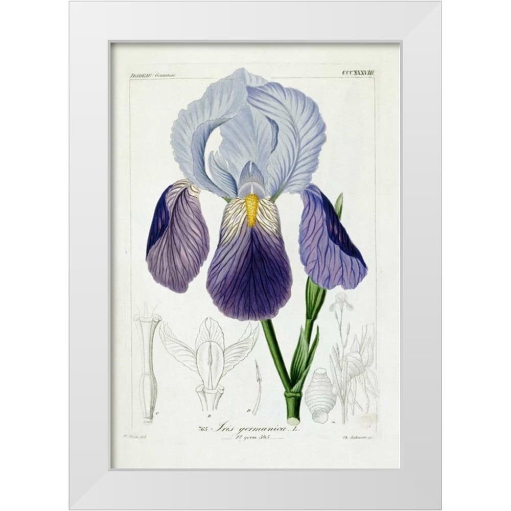 Reichenbach, H.G.L. 11x14 White Modern Wood Framed Museum Art Print ...