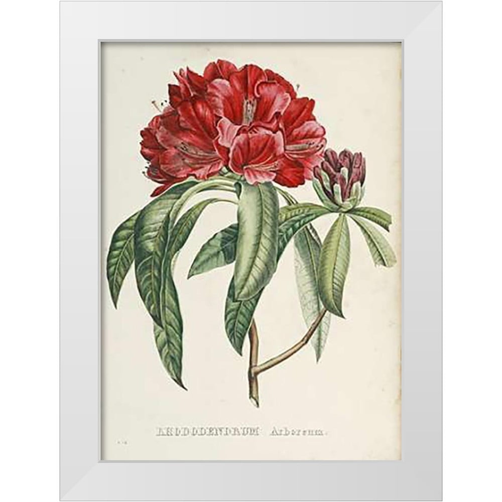Reichenbach, H.G.L. 14x18 White Modern Wood Framed Museum Art Print ...
