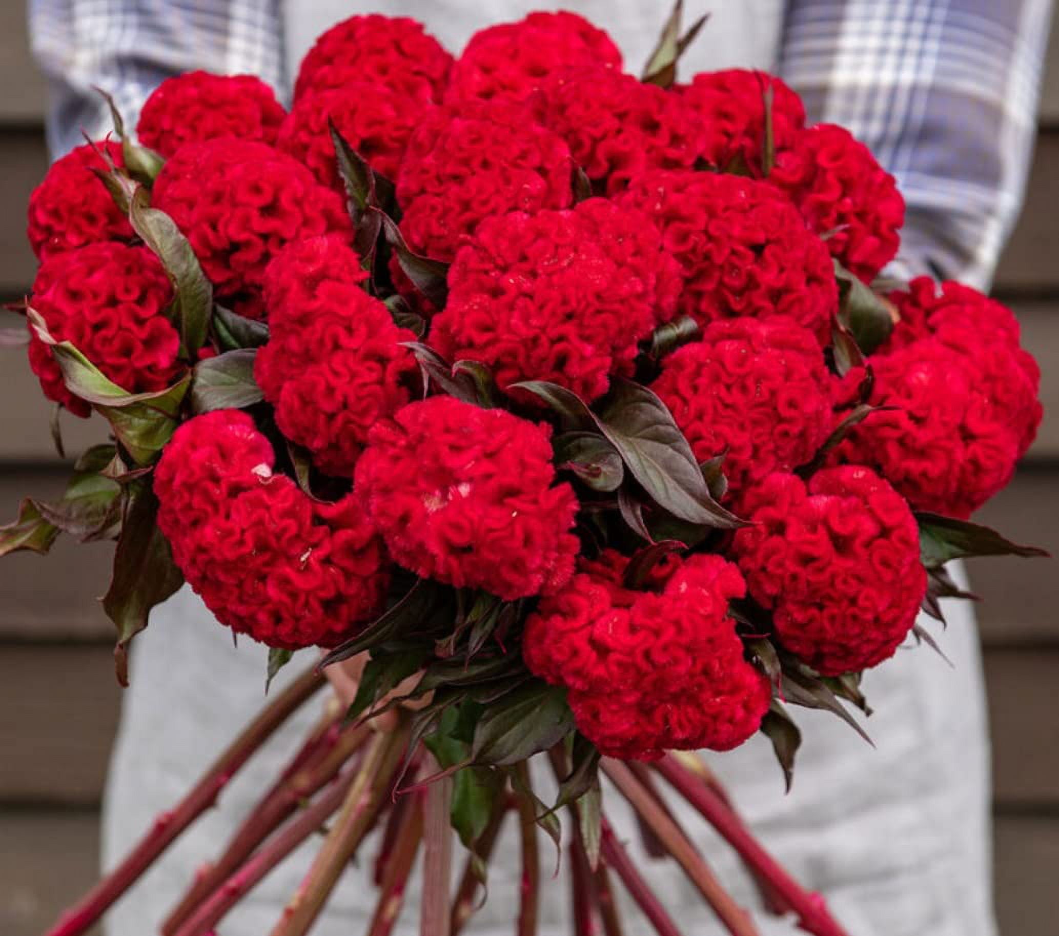 Reien Red Celosia Seeds for Planting (50 Seeds) - Stunning Red ...