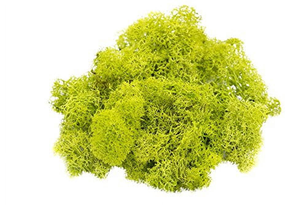 Reindeer Moss Preserved, Chartreuse Moss 4 Ounces, Lime Green Bulk Moss ...