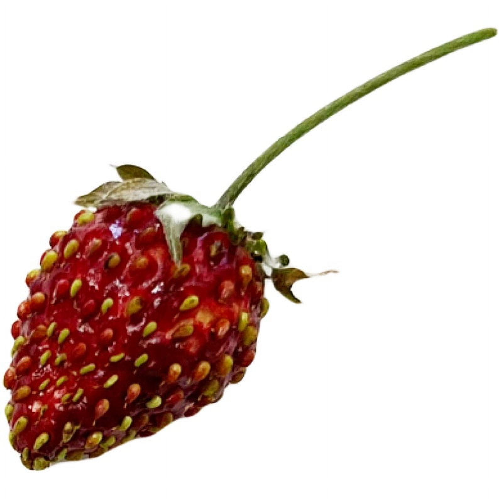 Reine des Vallees Red Alpine Strawberry Fraise des Bois Premium Seed ...
