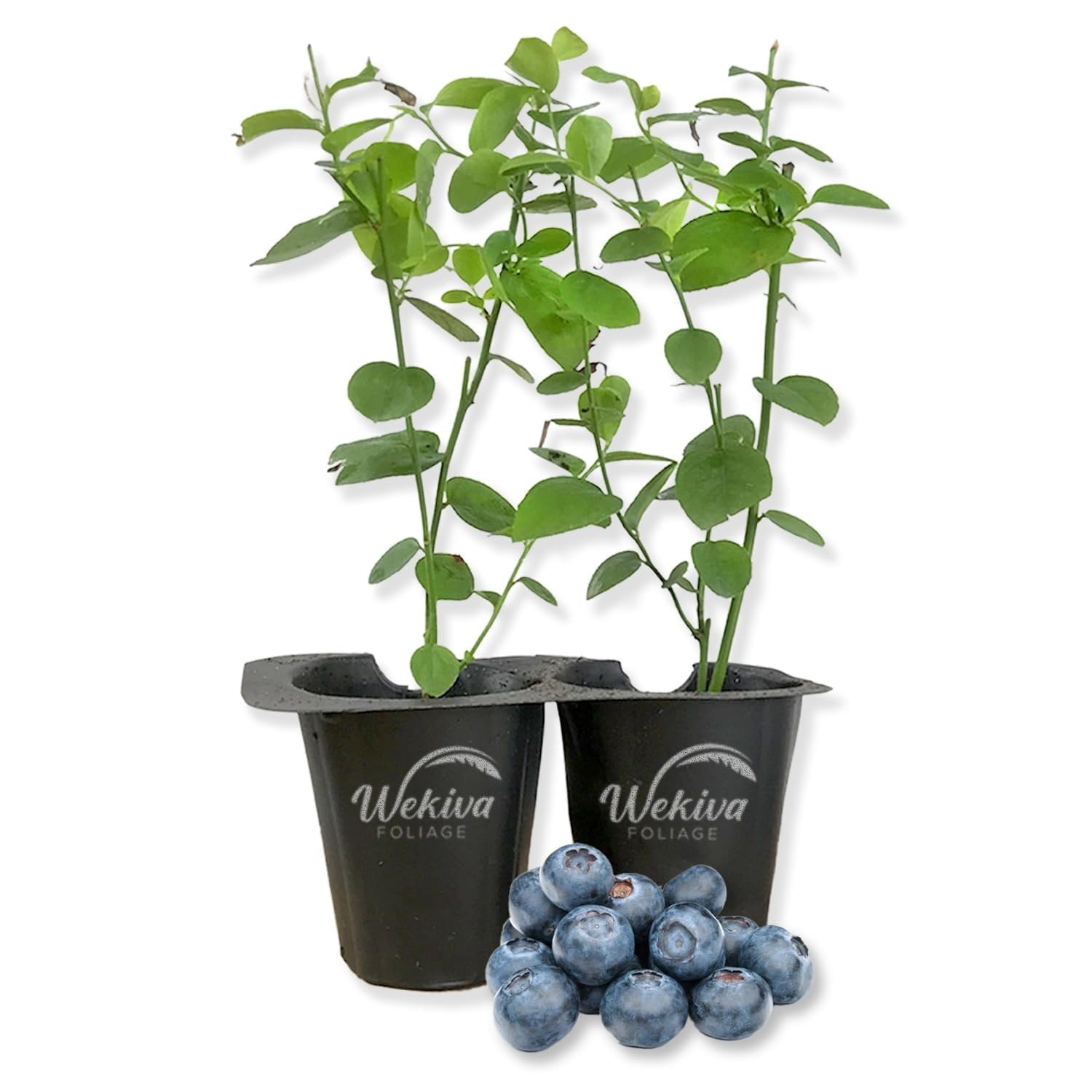 Reka Blueberry Plant - 2 Live Starter Plants - Vaccinium - Edible Fruit ...