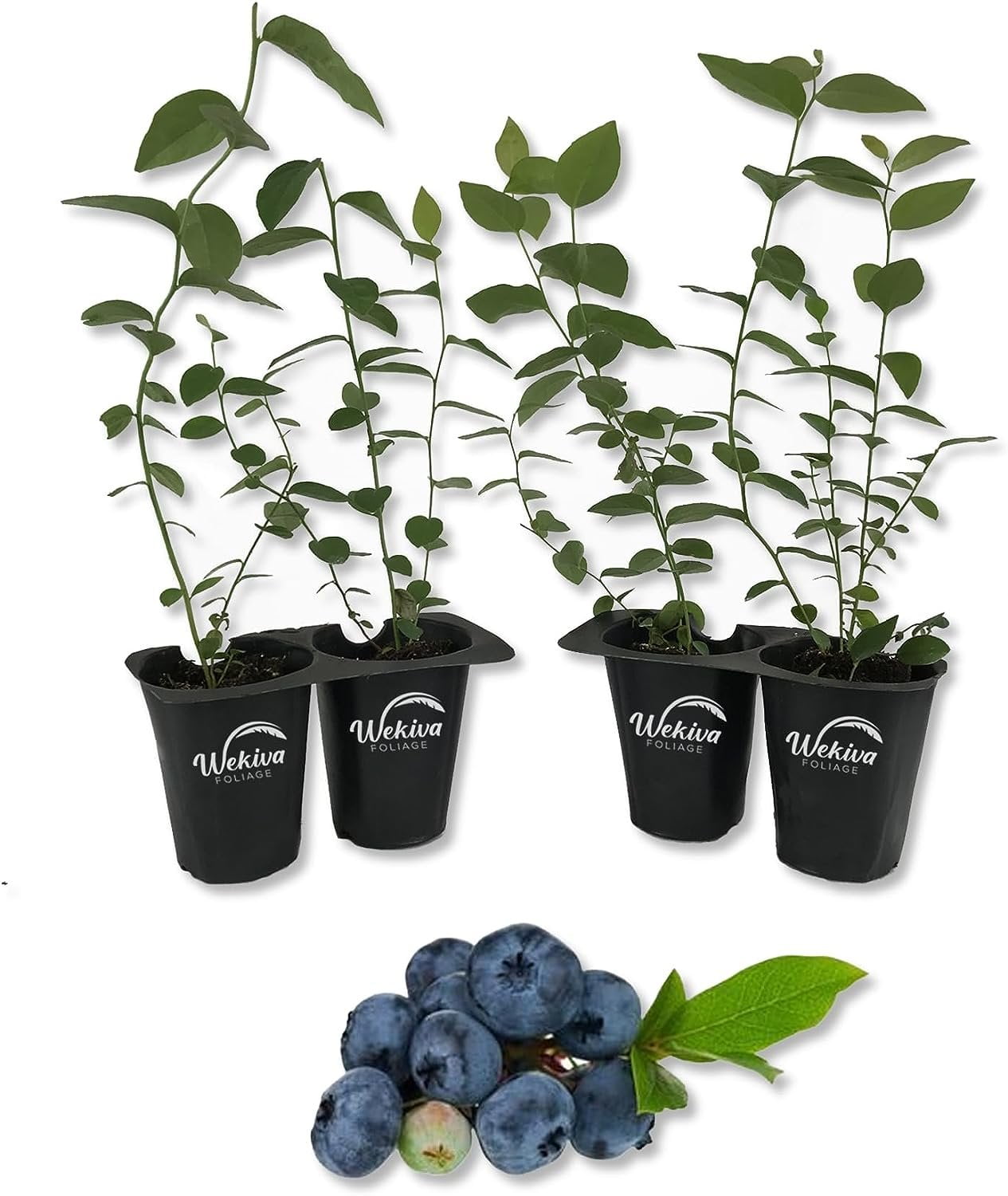 Reka Blueberry Plant - 4 Live Starter Plants - Vaccinium - Edible Fruit ...