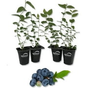 Full Grown Rubber Tree