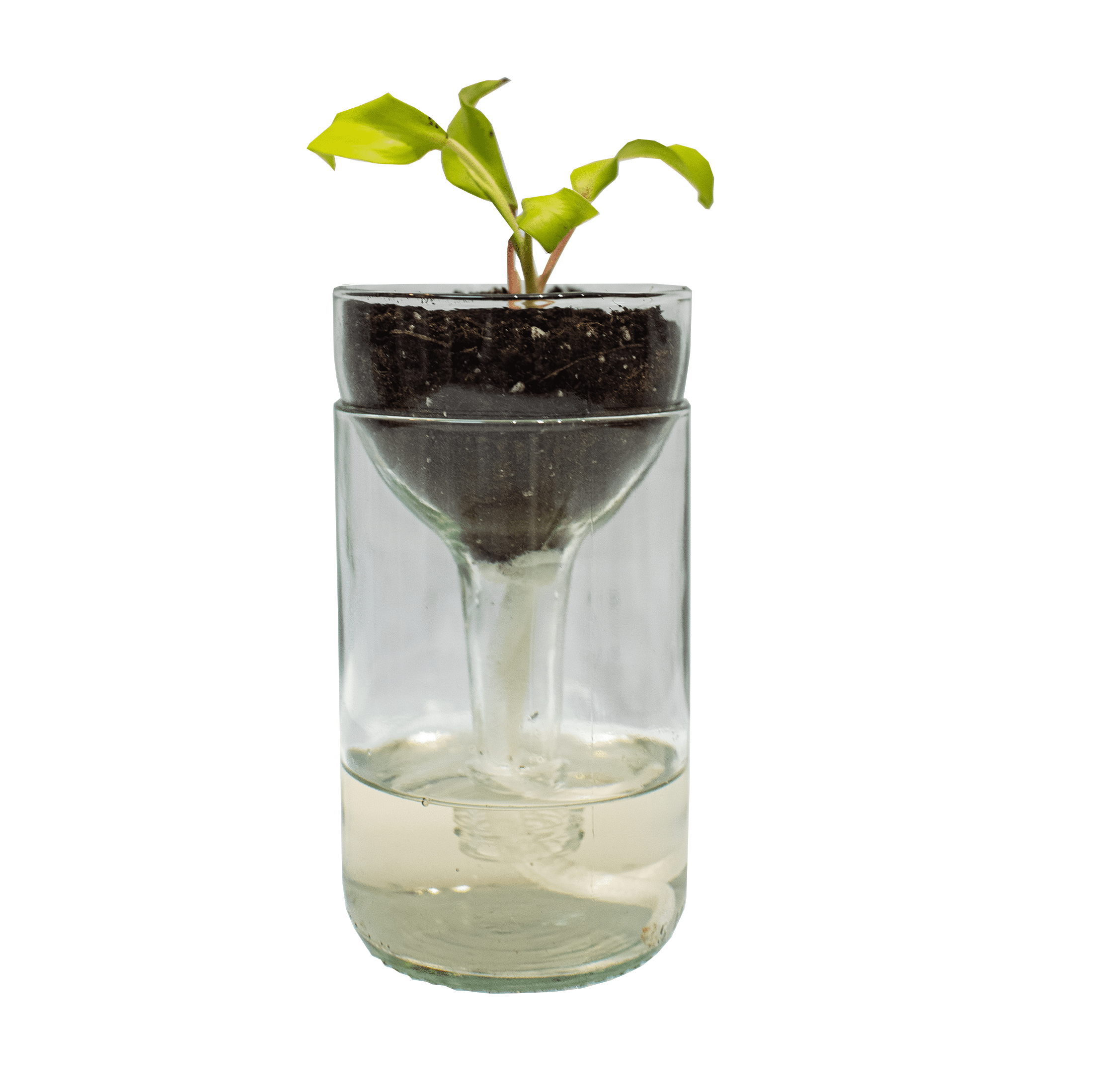 Remark Glass Self-Watering Planter (Clear XL) - Walmart.com