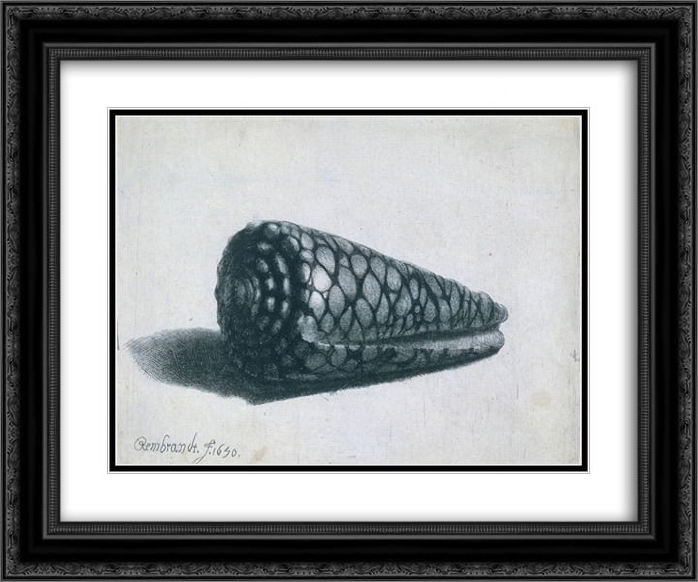 Rembrandt 2x Matted 24x20 Black Ornate Framed Art Print 'Cone Shell ...