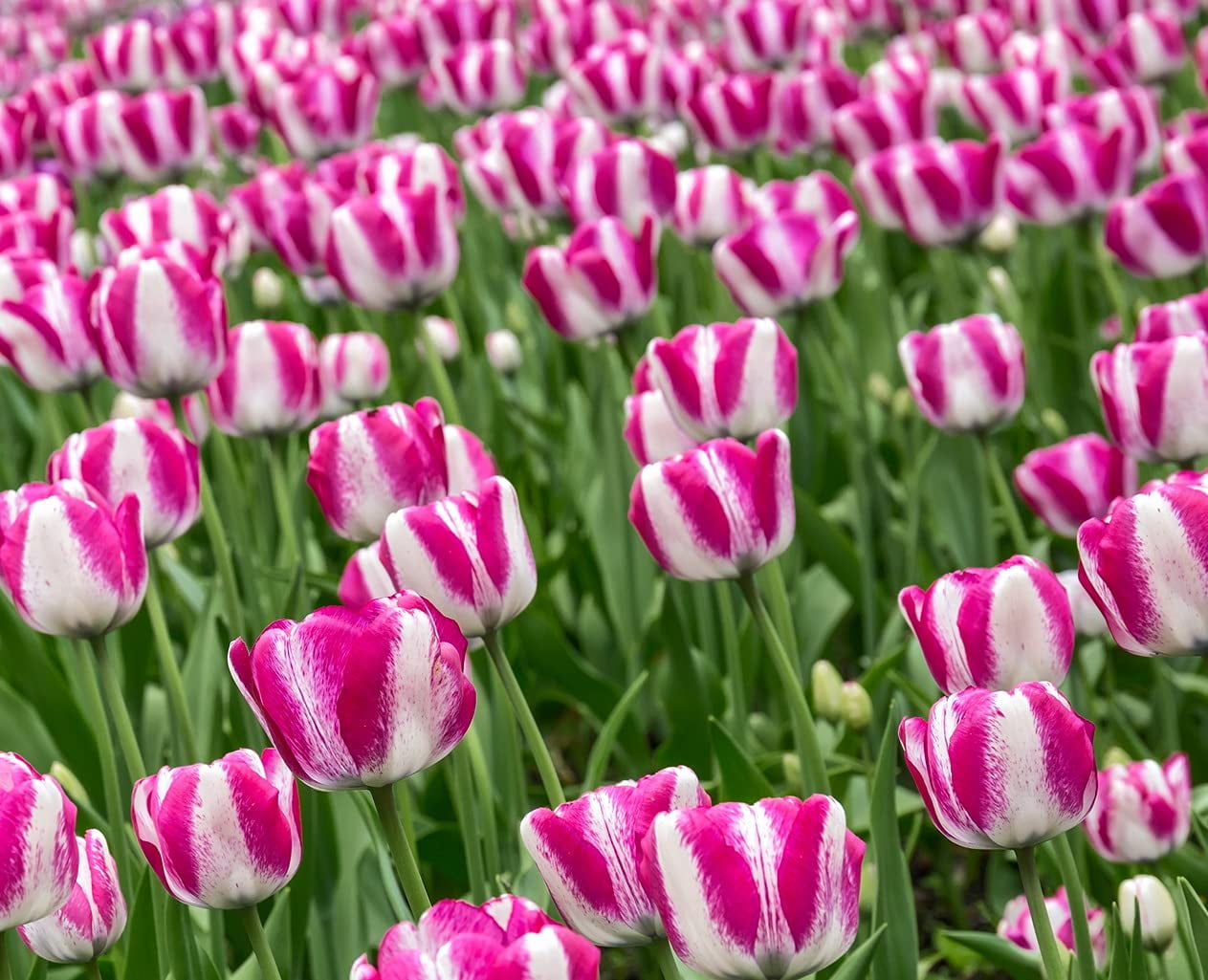 Rembrandt Tulip Bulbs for Planting - 10 Pink and White Rembrandt Tulips ...