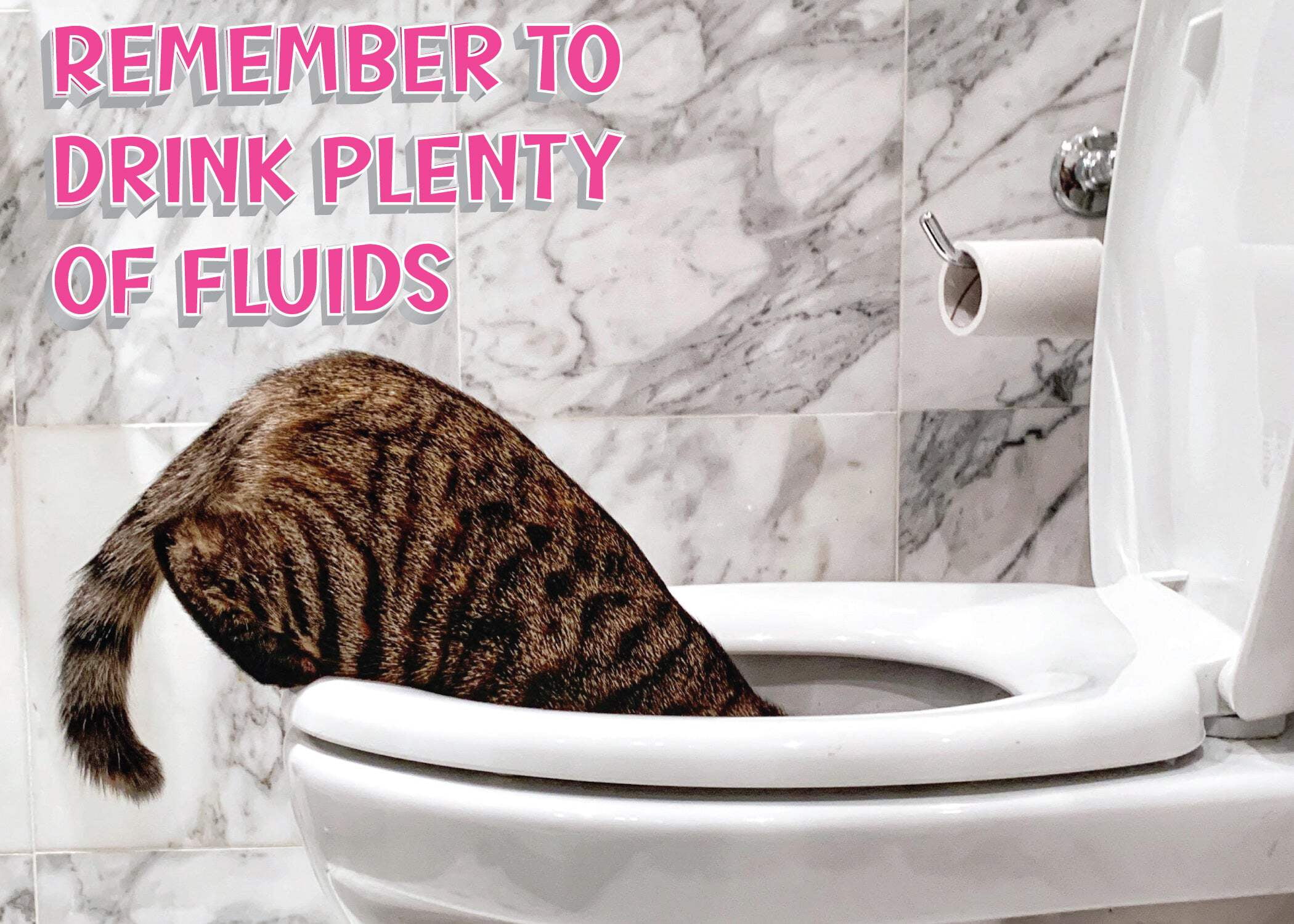 Remember to Drink Plenty of Fluids (Cat's Version) and Get Lots of Rest ...