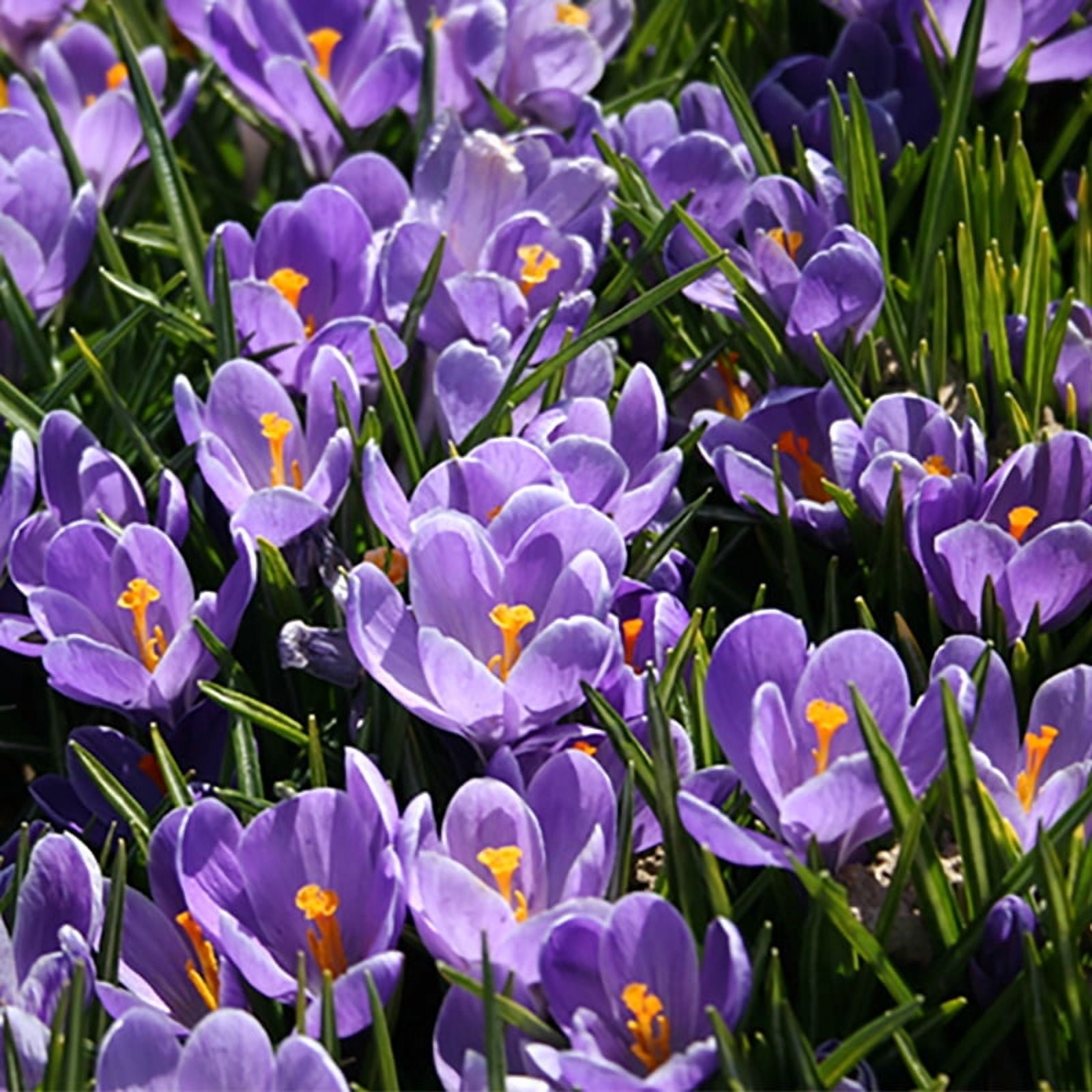 Remembrance Crocus Perennial Plant - Hardy Purple, Early Spring Bloomer ...