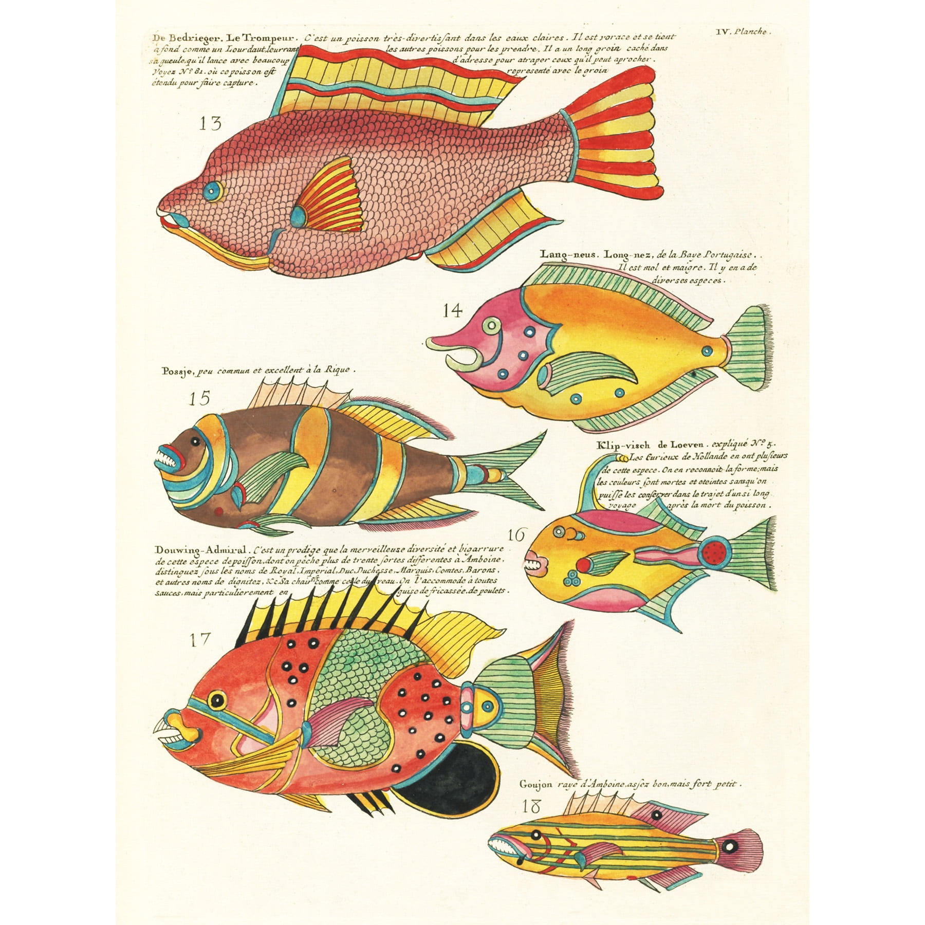 Renard East Indian Fish Book Illustration Extra Large XL Wall Art ...