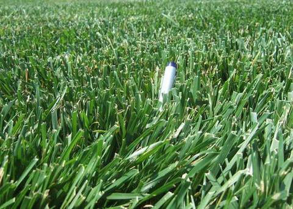 Rendition Turf-type Tall Fescue Grass Seeds - 10 lbs. - Walmart.com