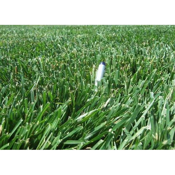 Rendition Turf-type Tall Fescue Grass Seeds - 10 lbs. - Walmart ...