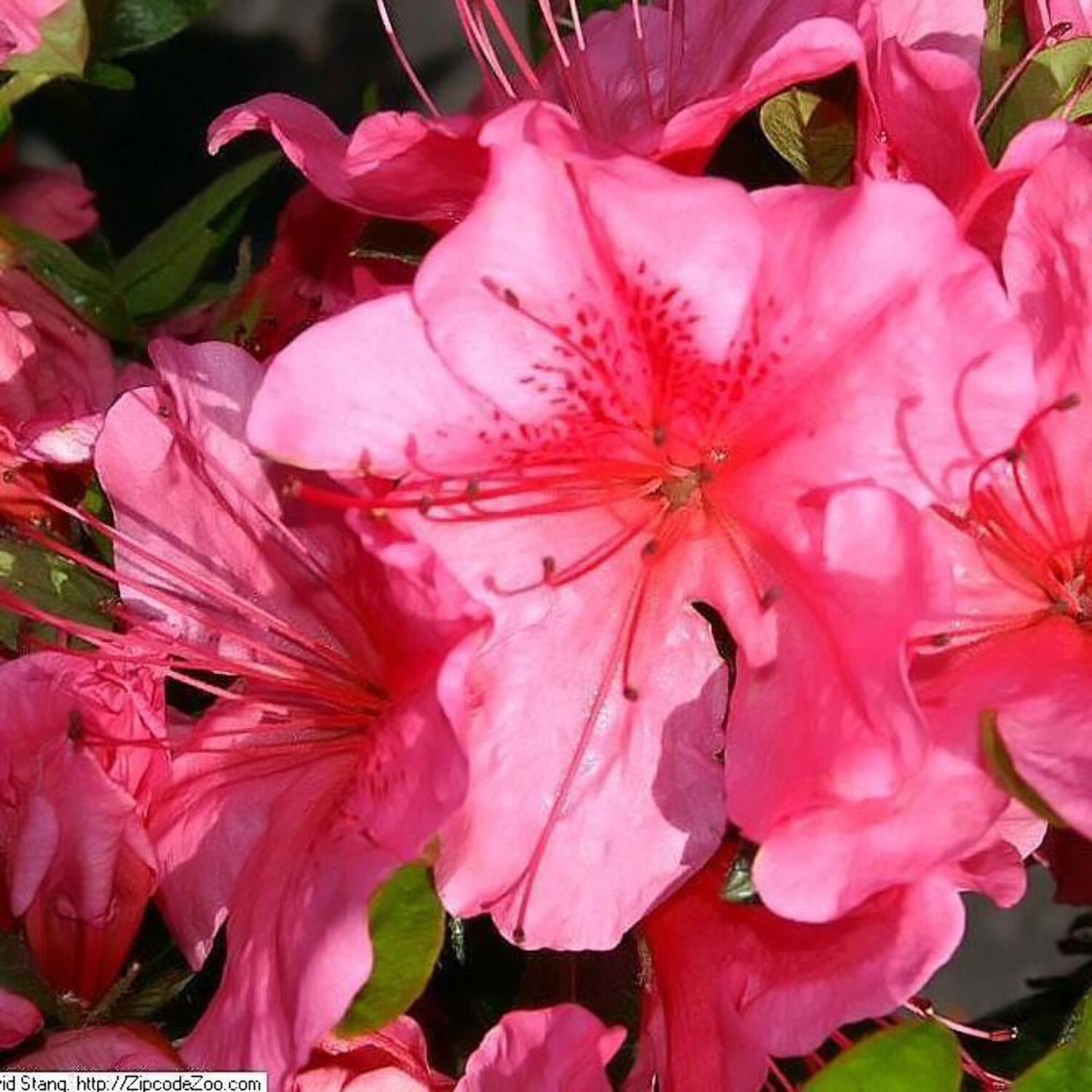 Renee Michelle Azalea - 3 Gallon Pot - Walmart.com