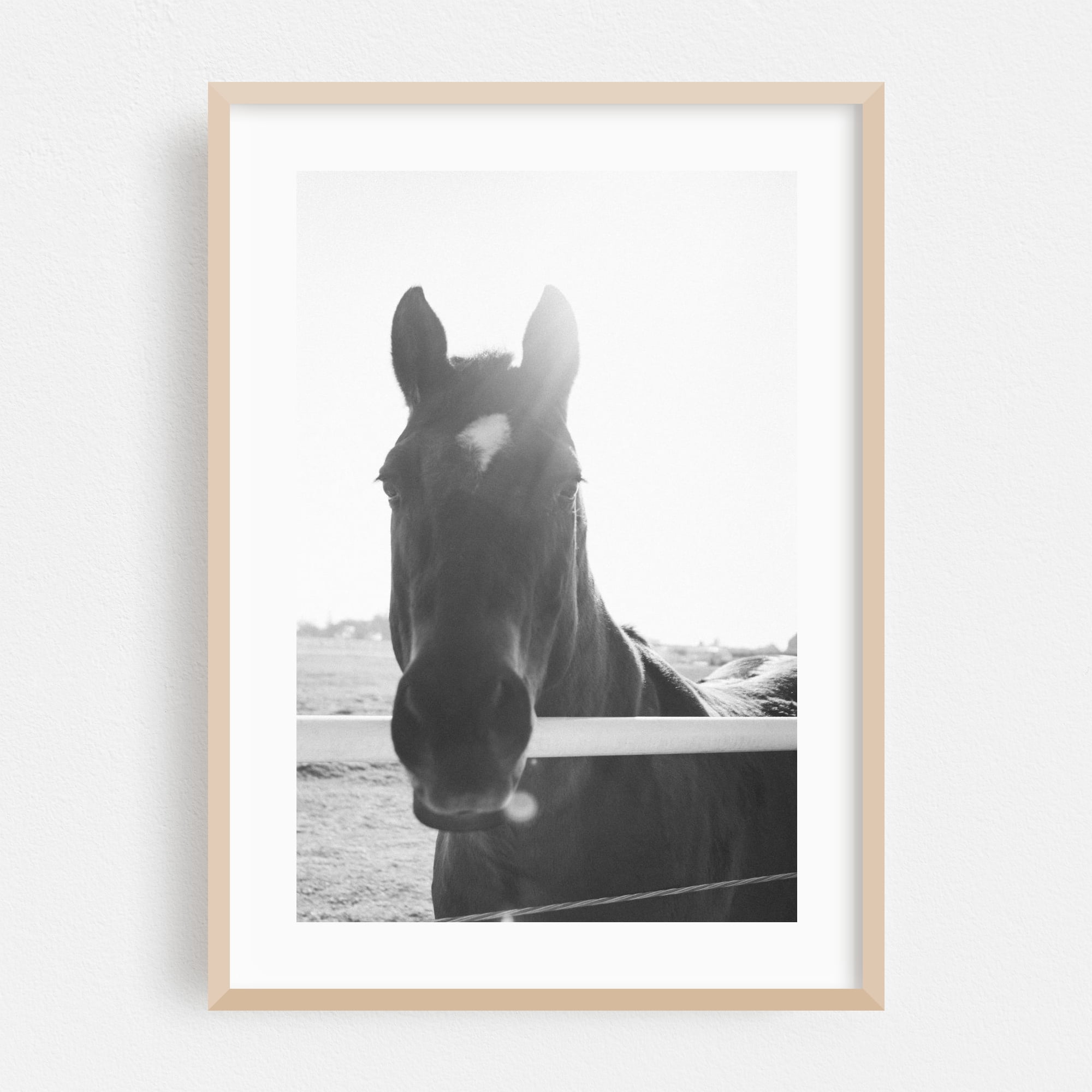 Renegade Black and White - Visalia California Photography Horse Black ...