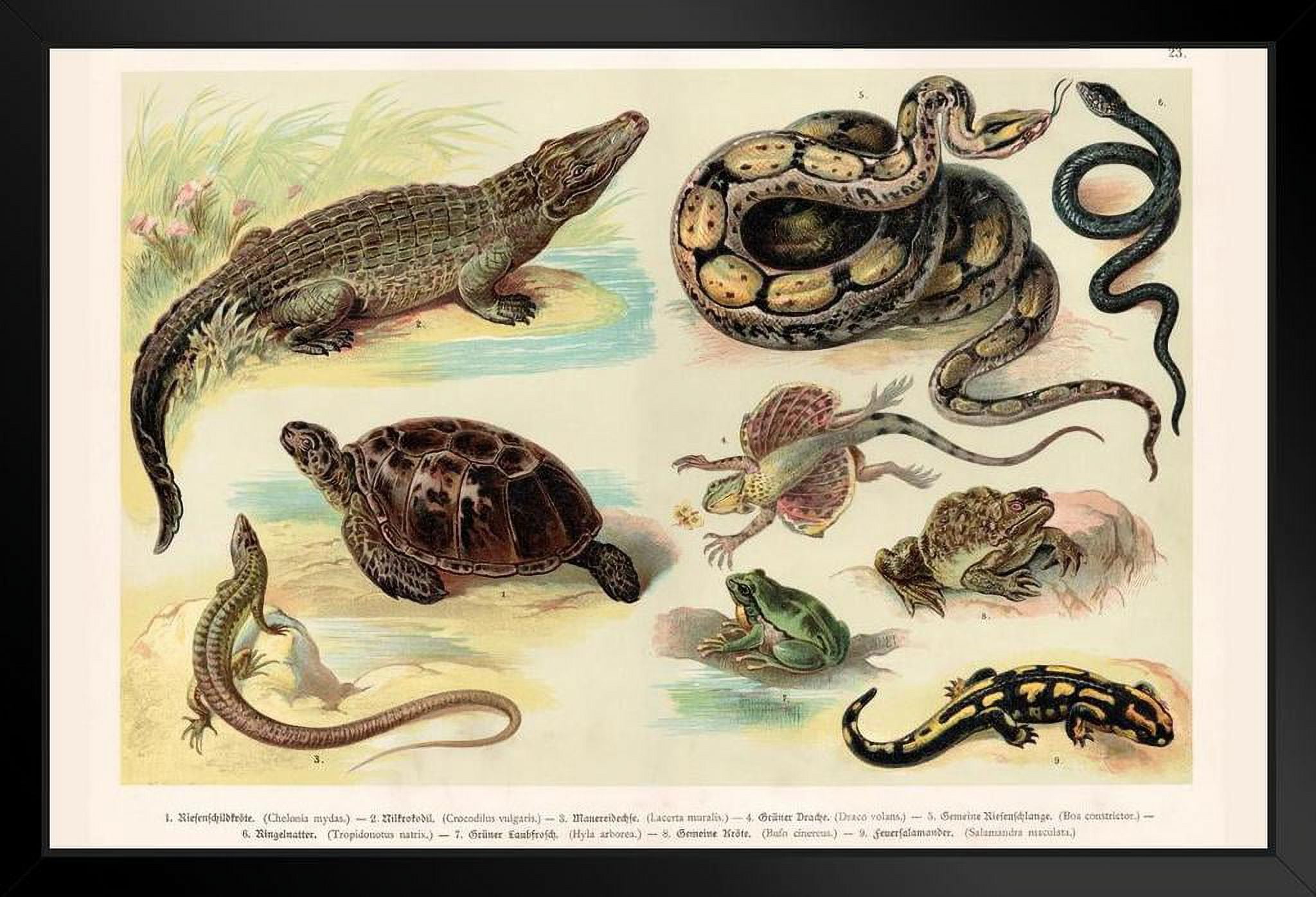 Vintage Biology Posters