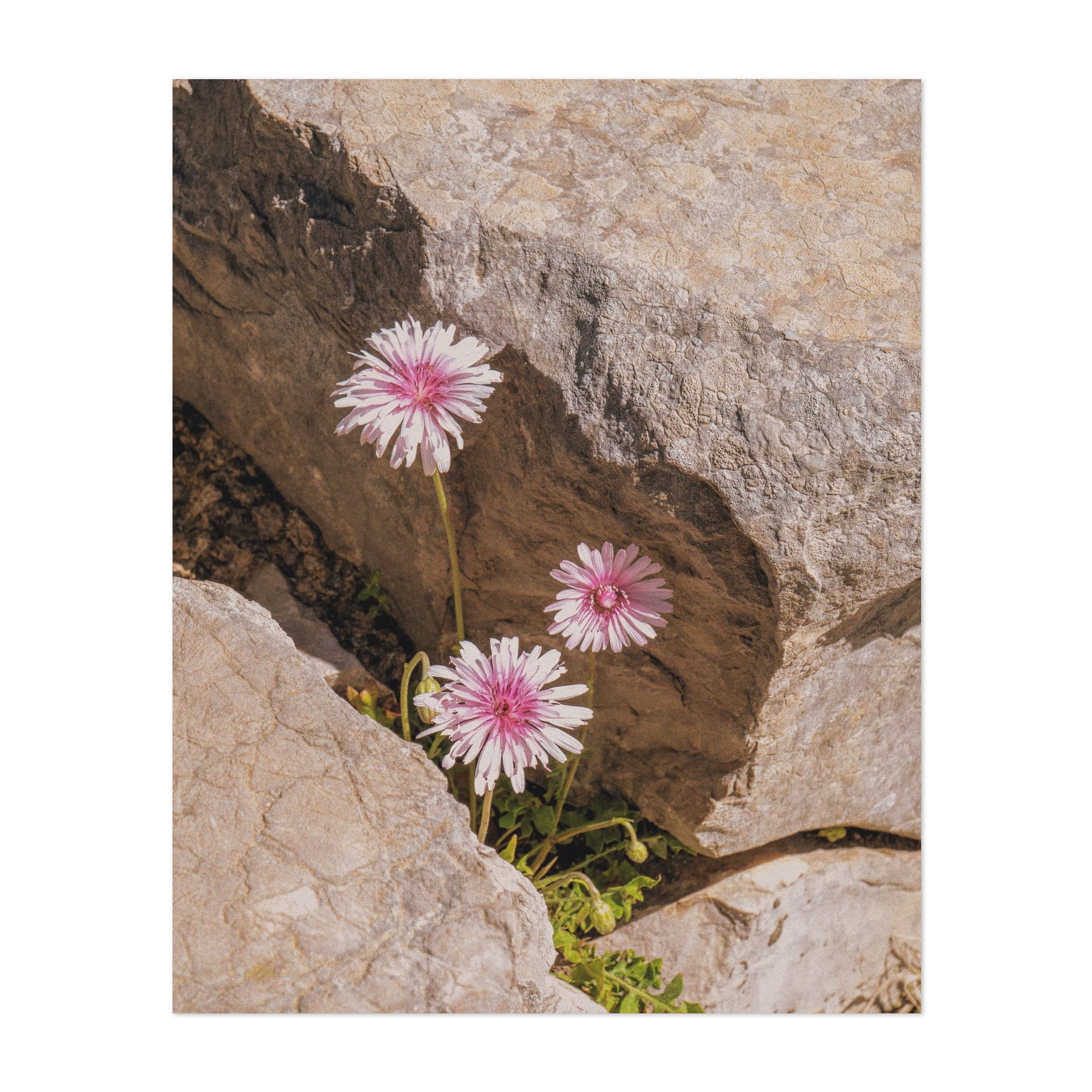 Resilience in Bloom - Greece Photography Flowers Floral Nature ...
