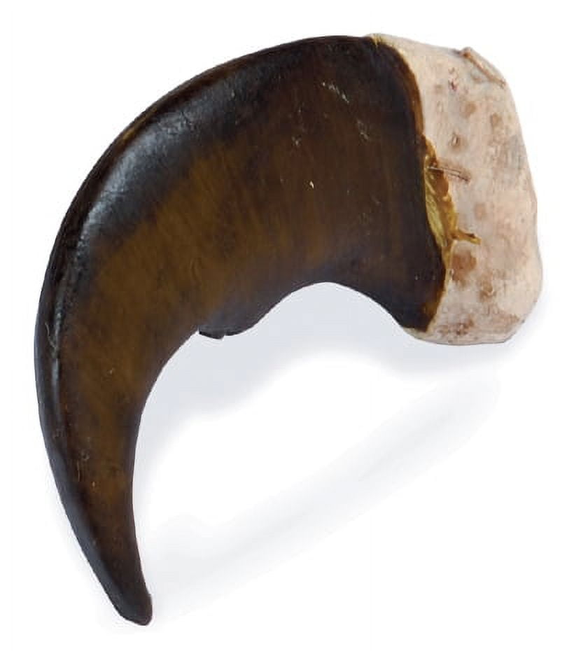 Resin Bear Claw, 2" - Walmart.com