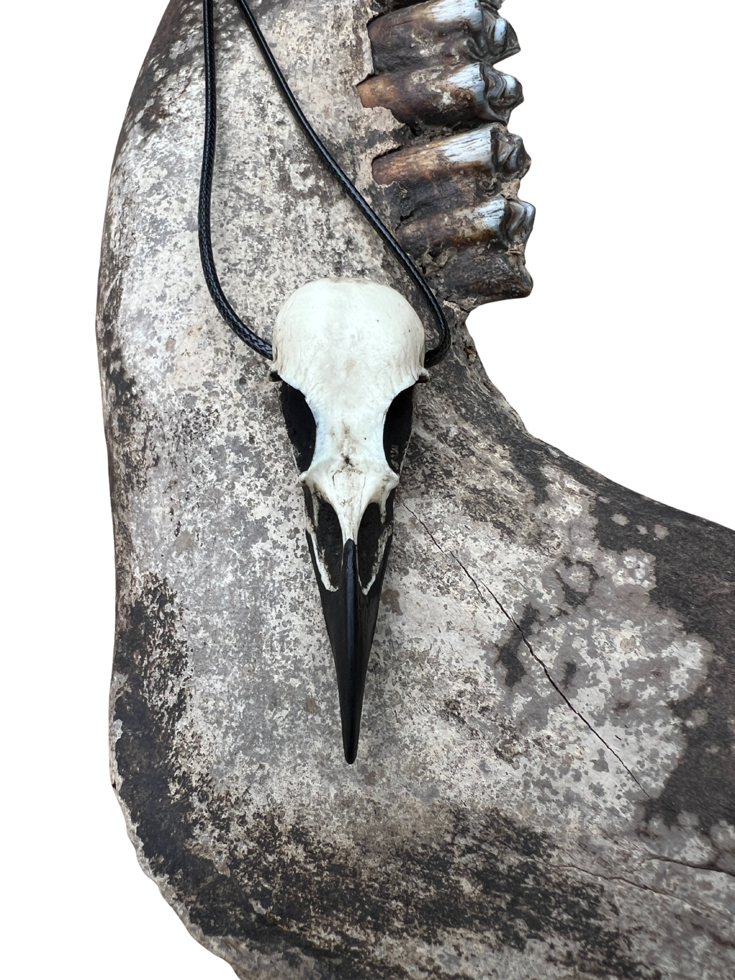 Resin Bone Raven Skull Necklace Gothic Jewelry, Bird Skull Jewelry ...