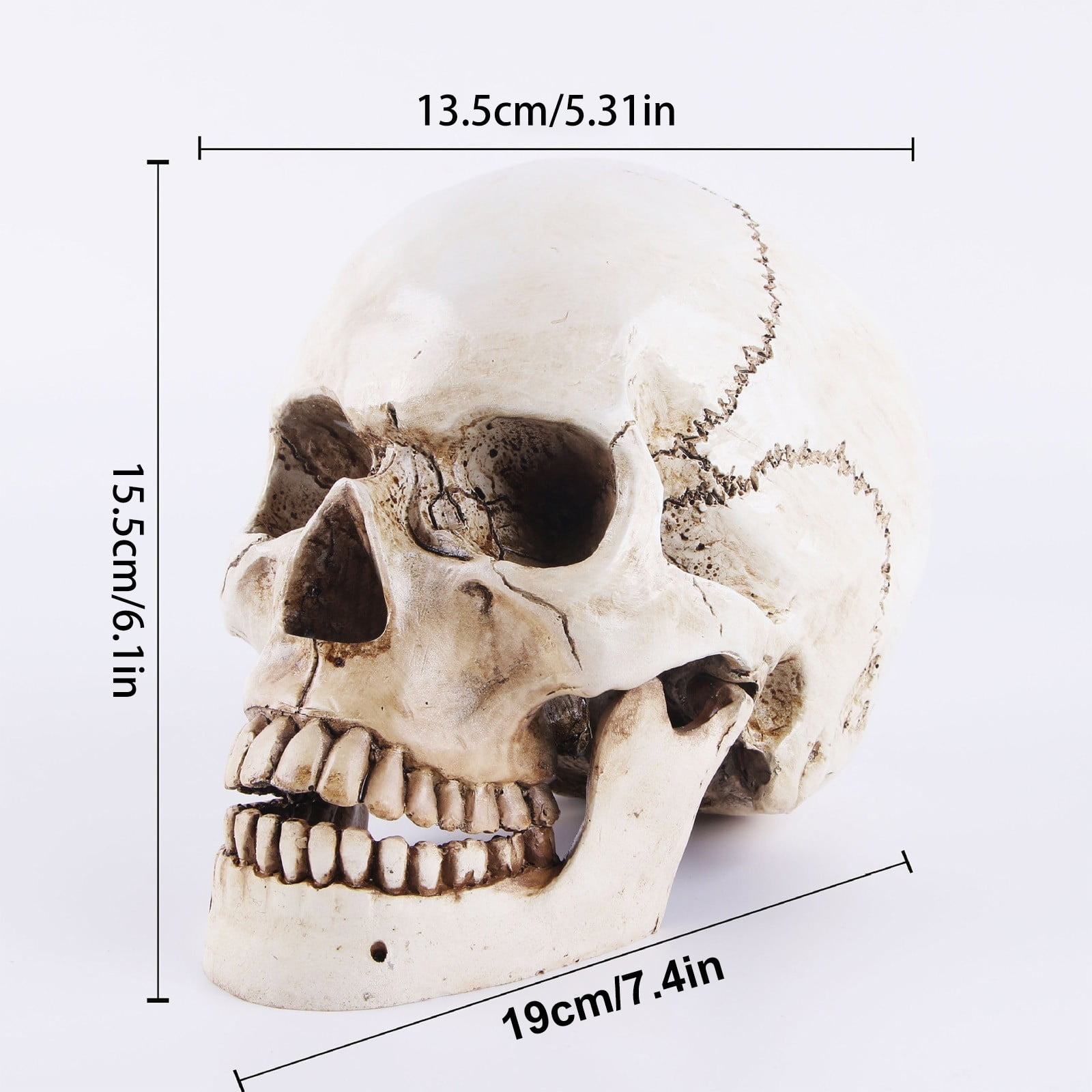 Resin Medical Anatomical Human Skull Model - Life Size Replica ...