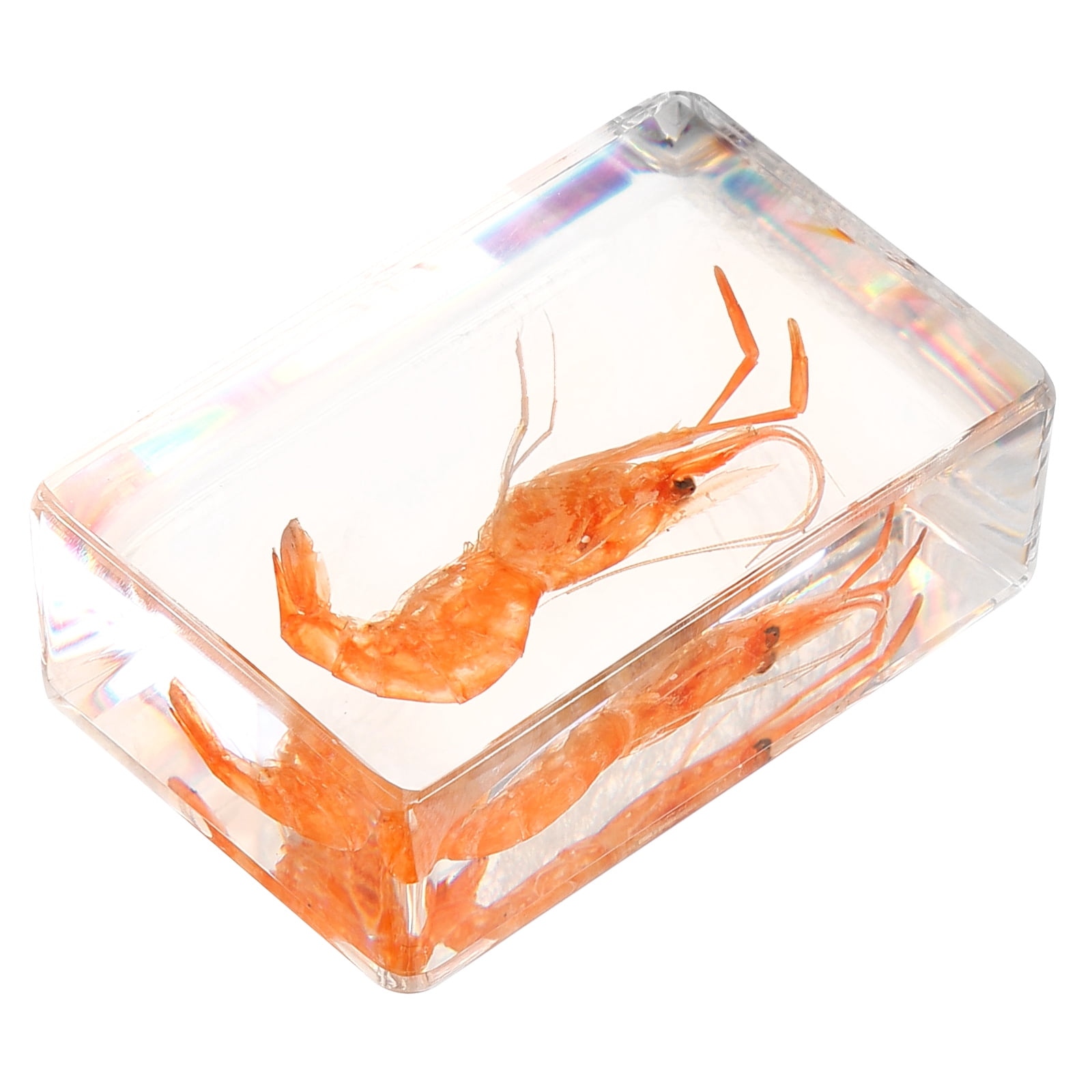 Resin Specimen Table Display Specimen Resin Shrimp Decoration for ...