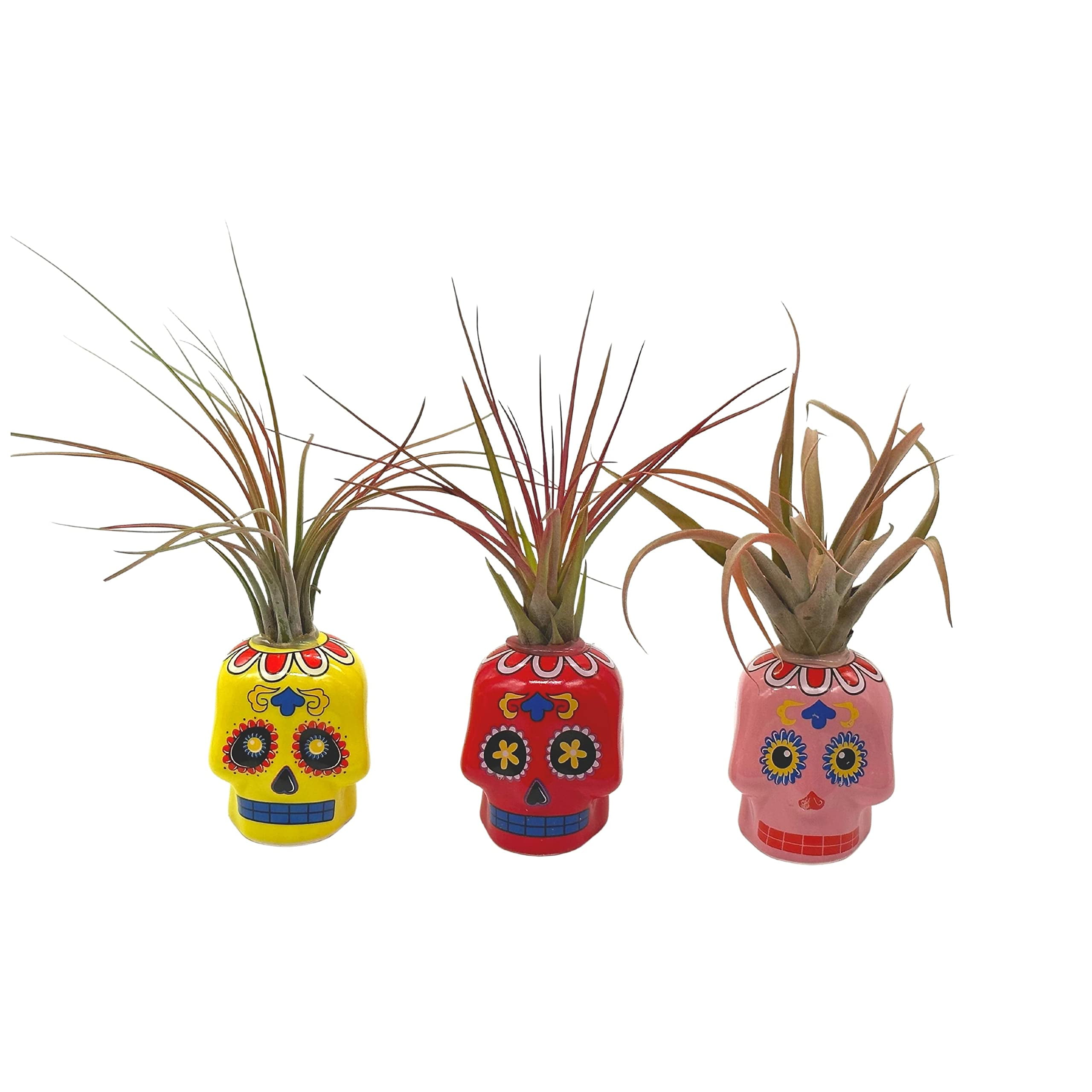 Resin Sugar Skulls Air Plant Sculpture, Tillandsia Planted in Colorful ...