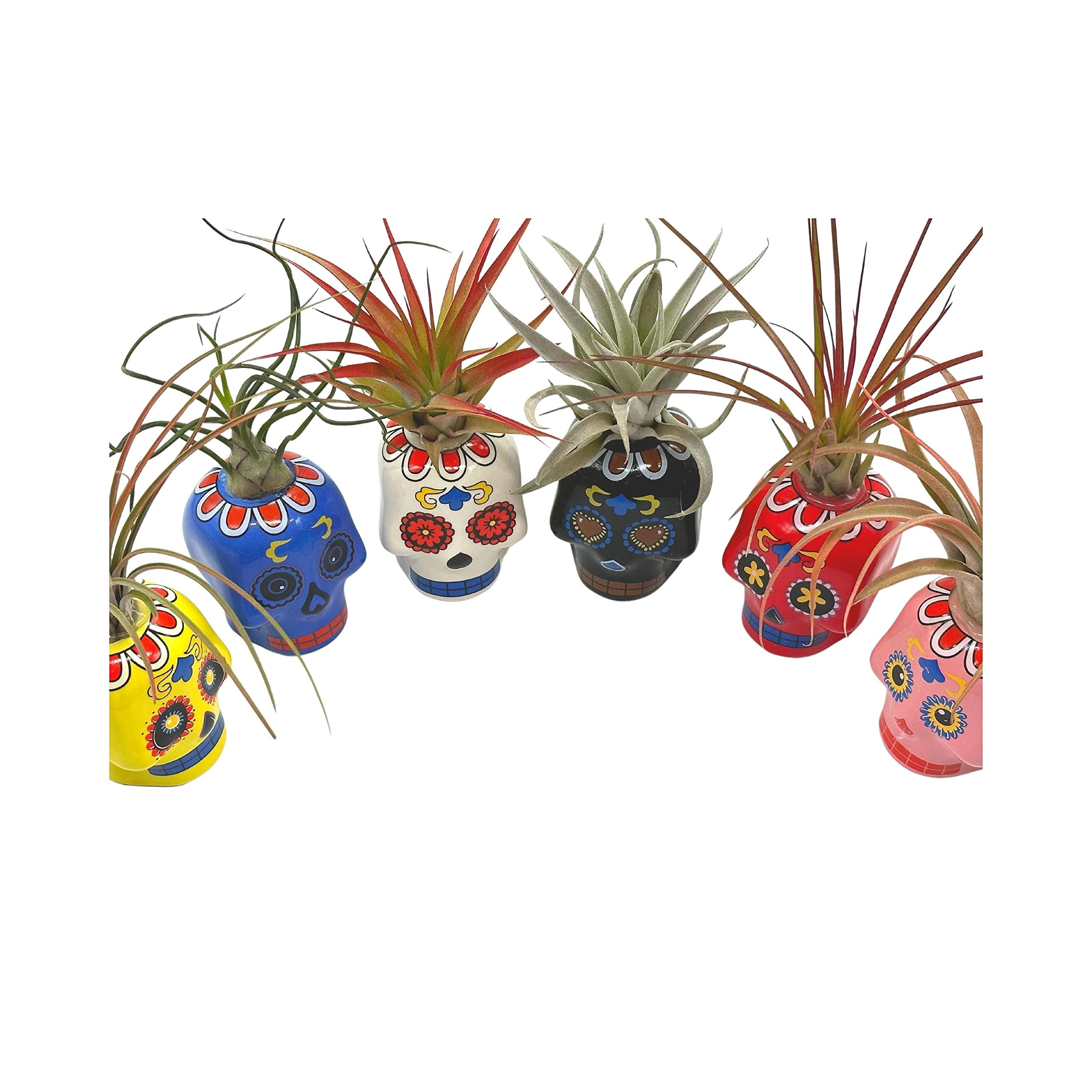 Resin Sugar Skulls Air Plant Sculpture, Tillandsia Planted in Colorful ...