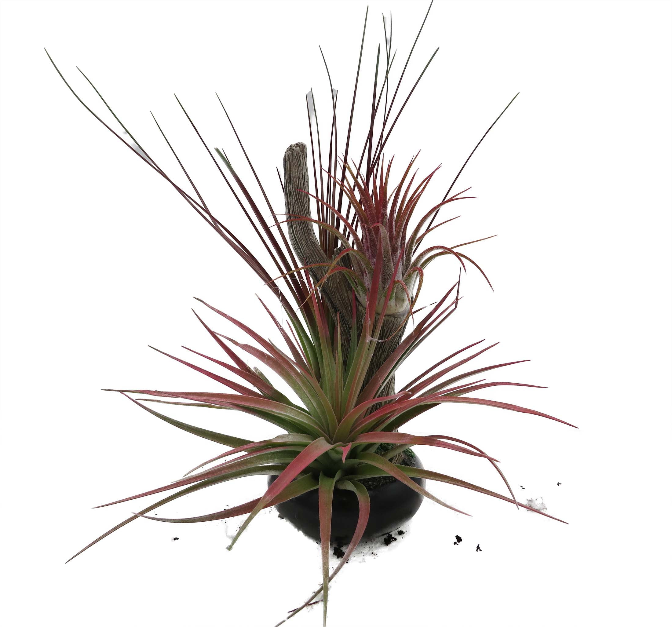 Resin Tree Branch Tillandsia - Air Plant - 6" - Walmart.com