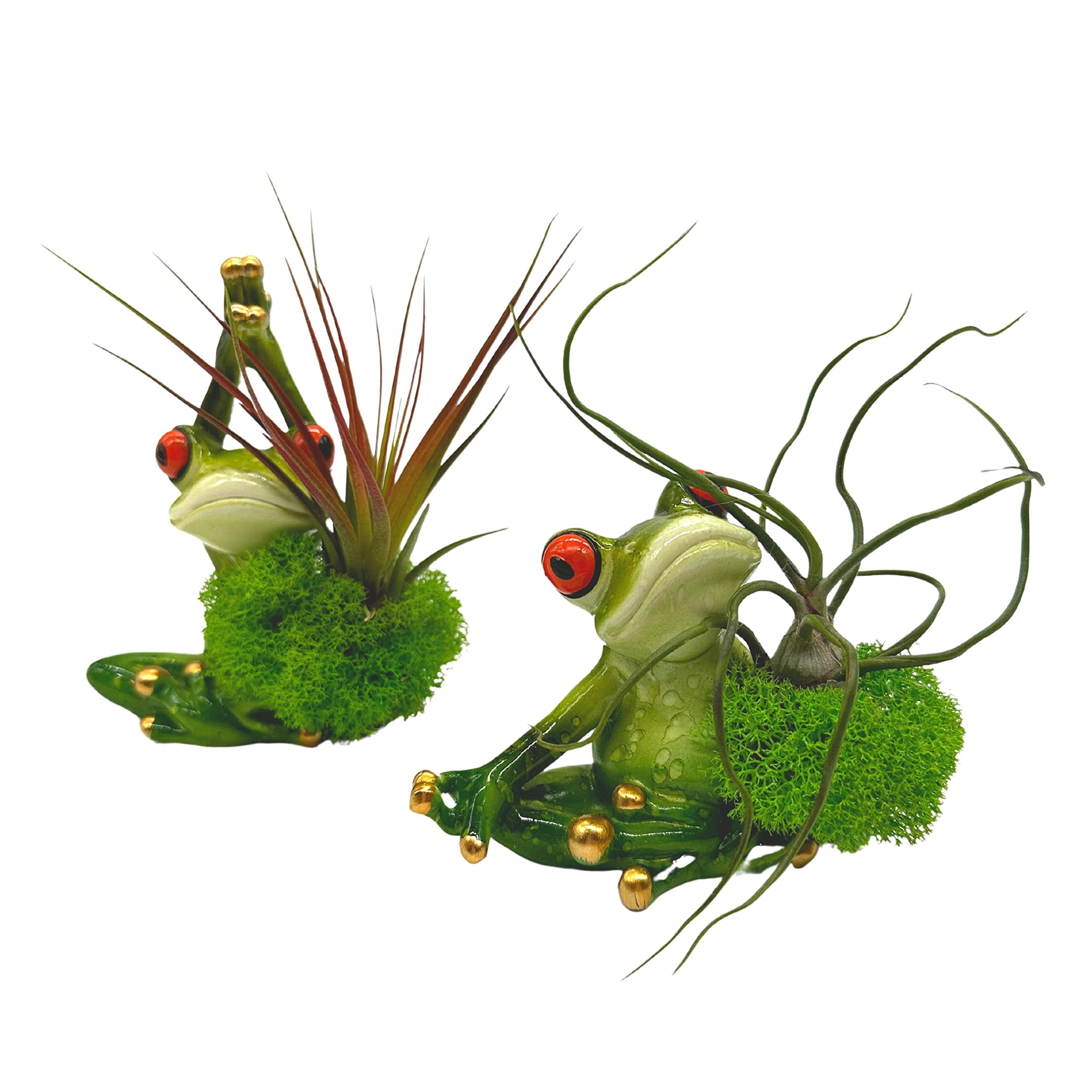 Resin Yoga Frog Air Plant Sculpture Tillandsia Planted in Hand Made Art ...
