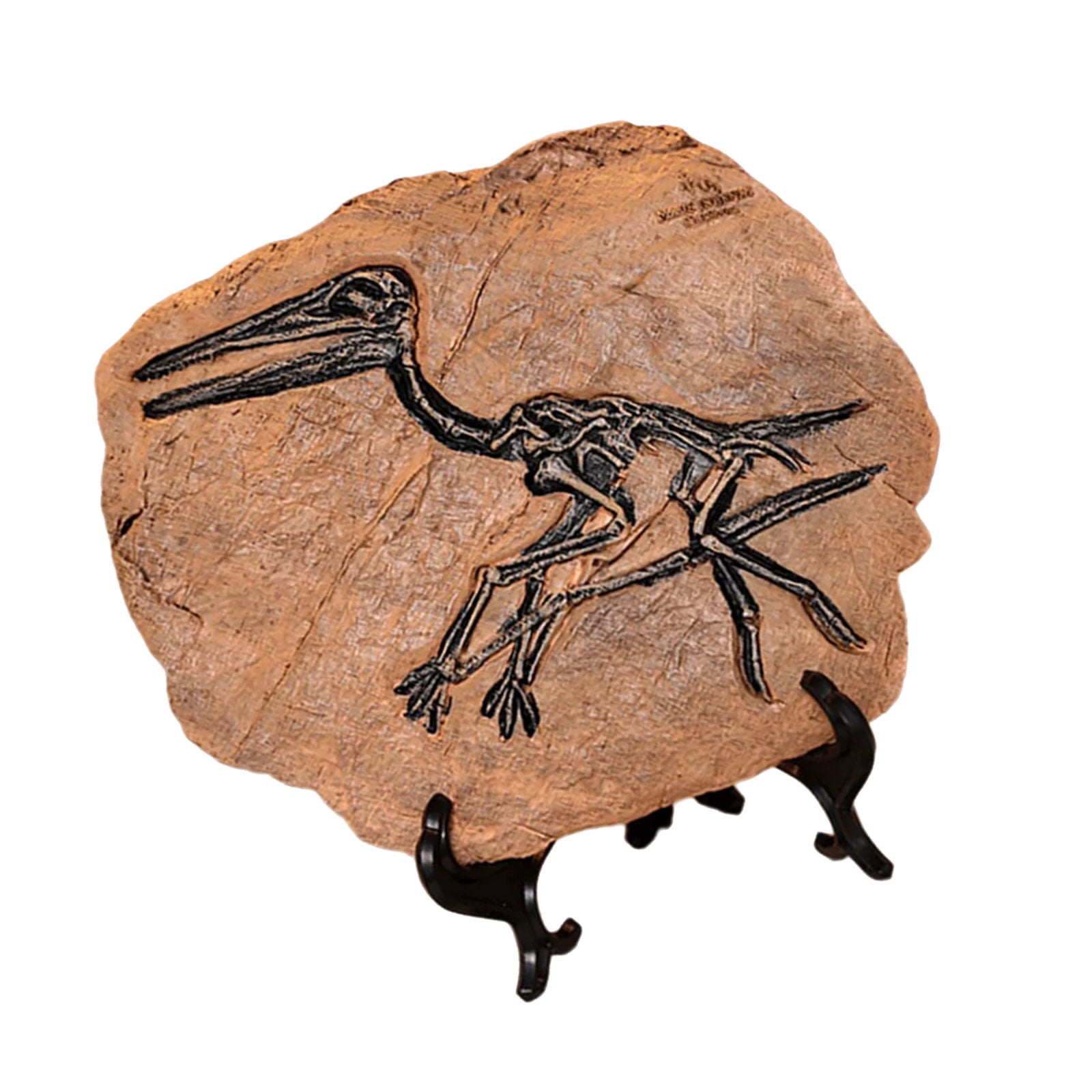 Resins Dinosaur Fossils Statue Model Simulated Dinosaur Skeleton Home ...