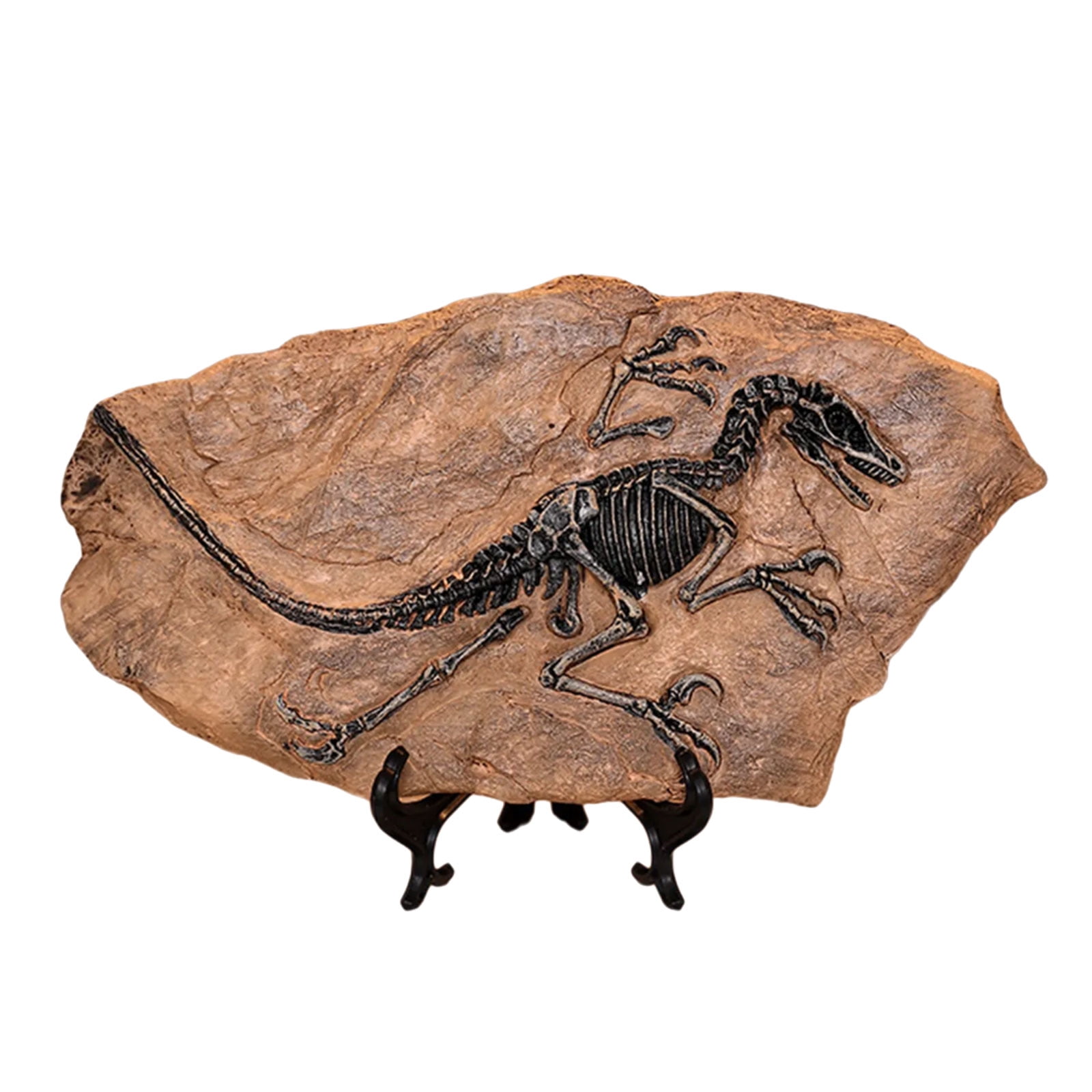 Resins Dinosaur Skeleton Fossils Statue Figurines Sculpture Collectible ...