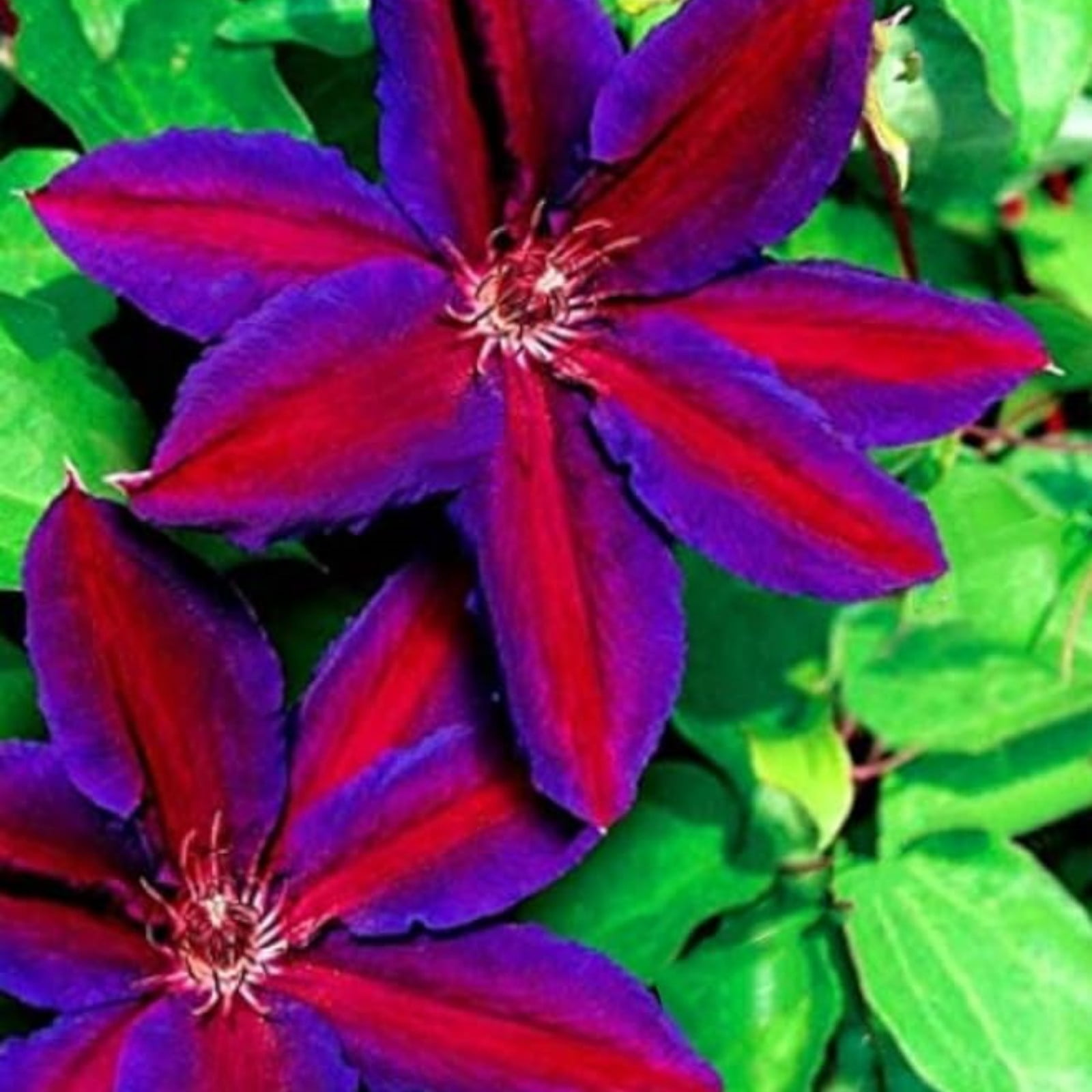 Resistant,Gorgeous,Simple to Grow(Clematis Vine Shade)Beautify ...