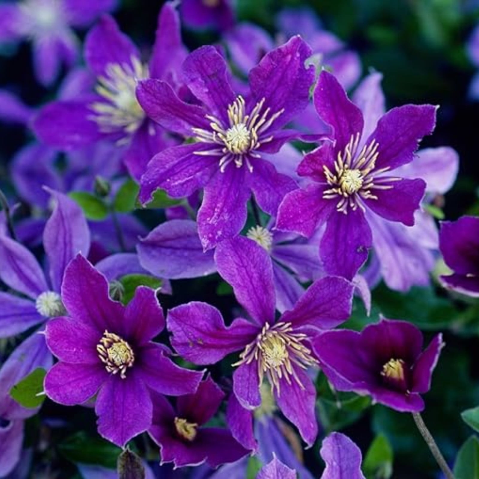 Resistant,Gorgeous,Simple to Grow(Clematis Vine Shade)Beautify ...