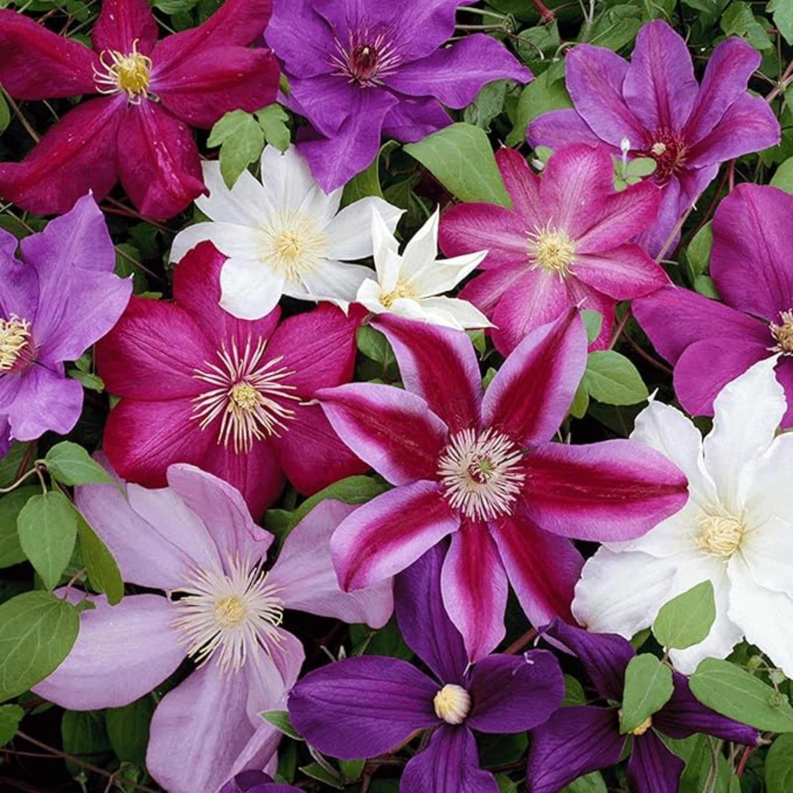 Resistant,Gorgeous,Simple to Grow(Clematis Vine Shade)Beautify ...